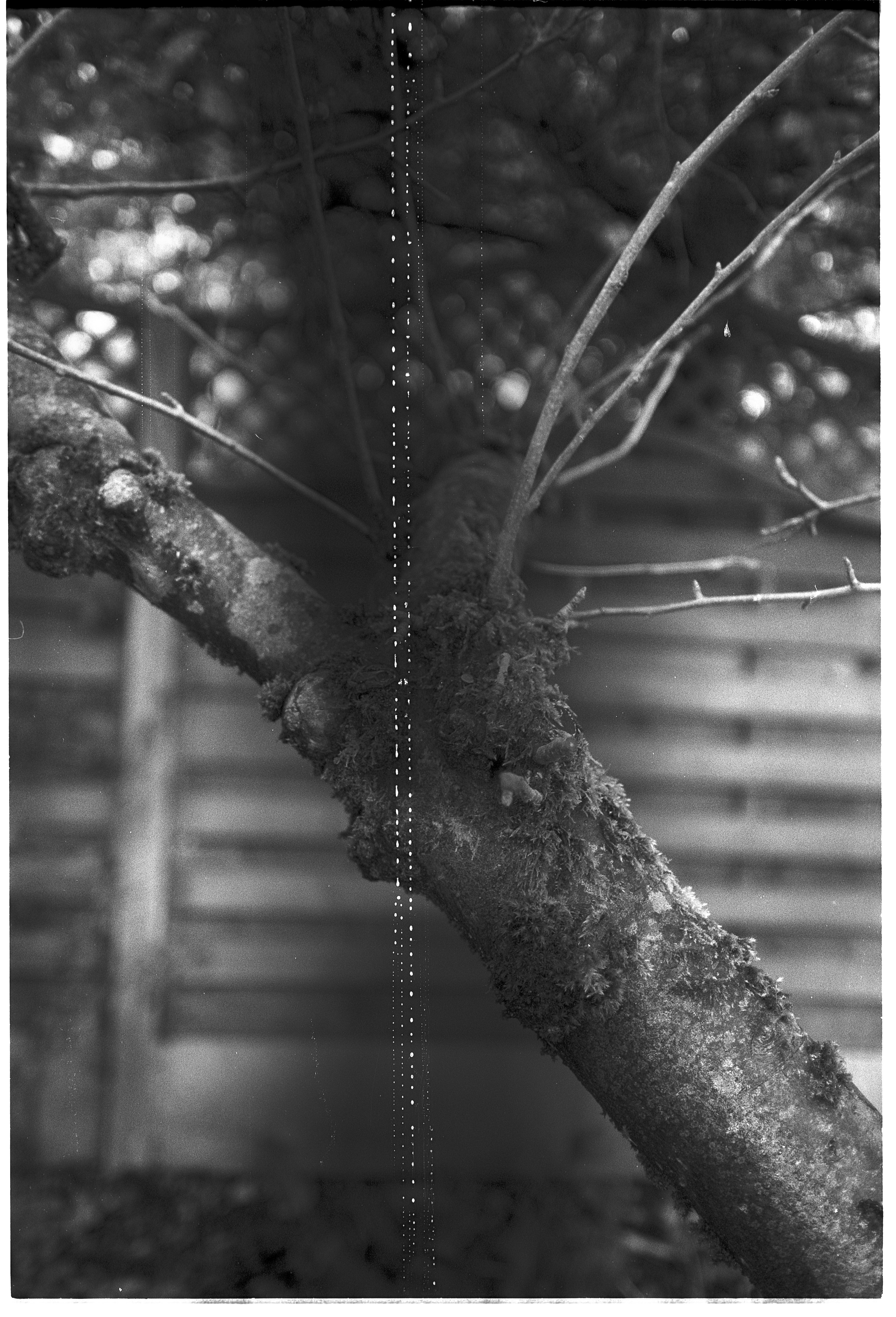 Spine of Dots: A Monochrome Portrait of a Mossy Trunk