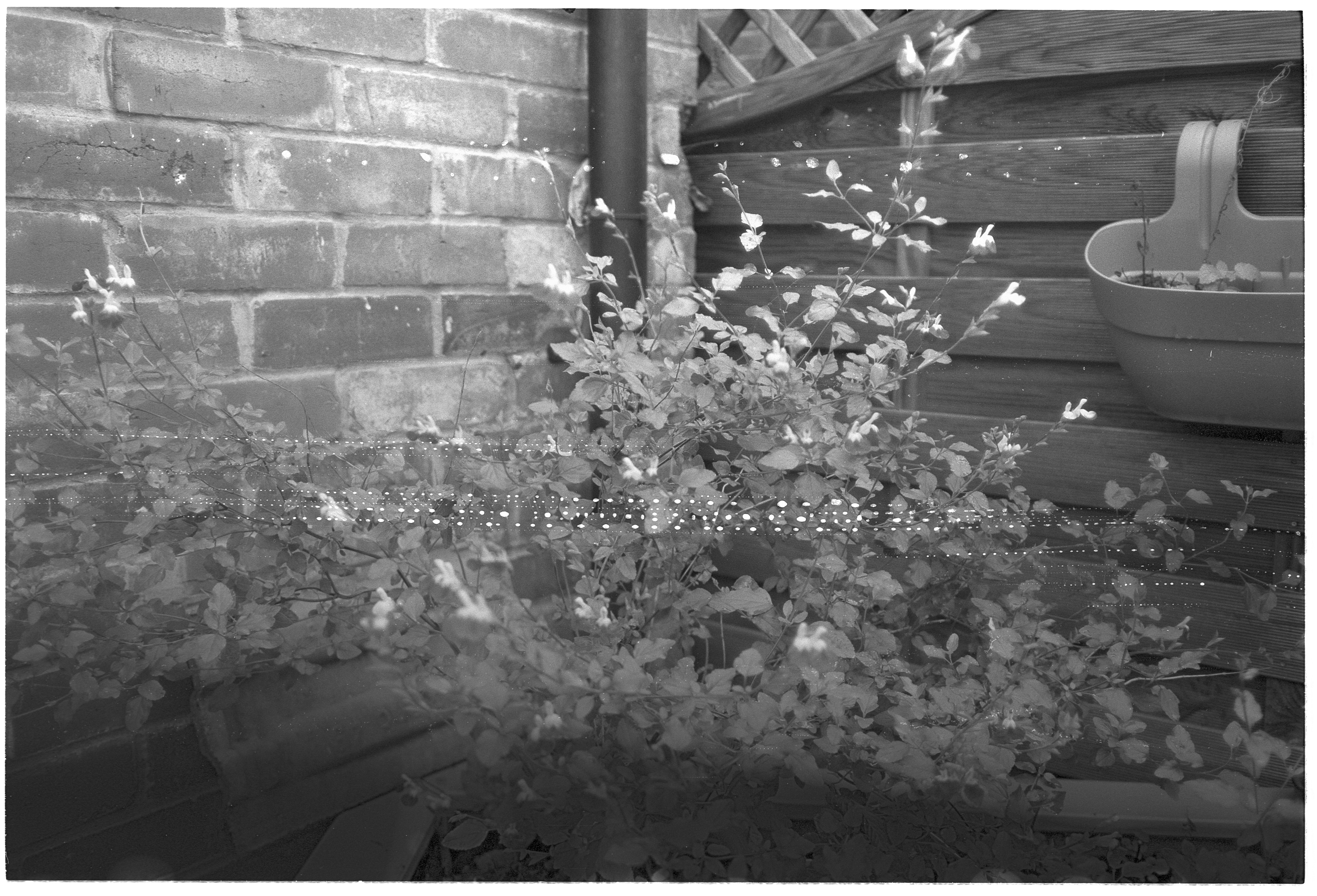 Gray Quiet: A courtyard shrub by brick wall and timber stairs