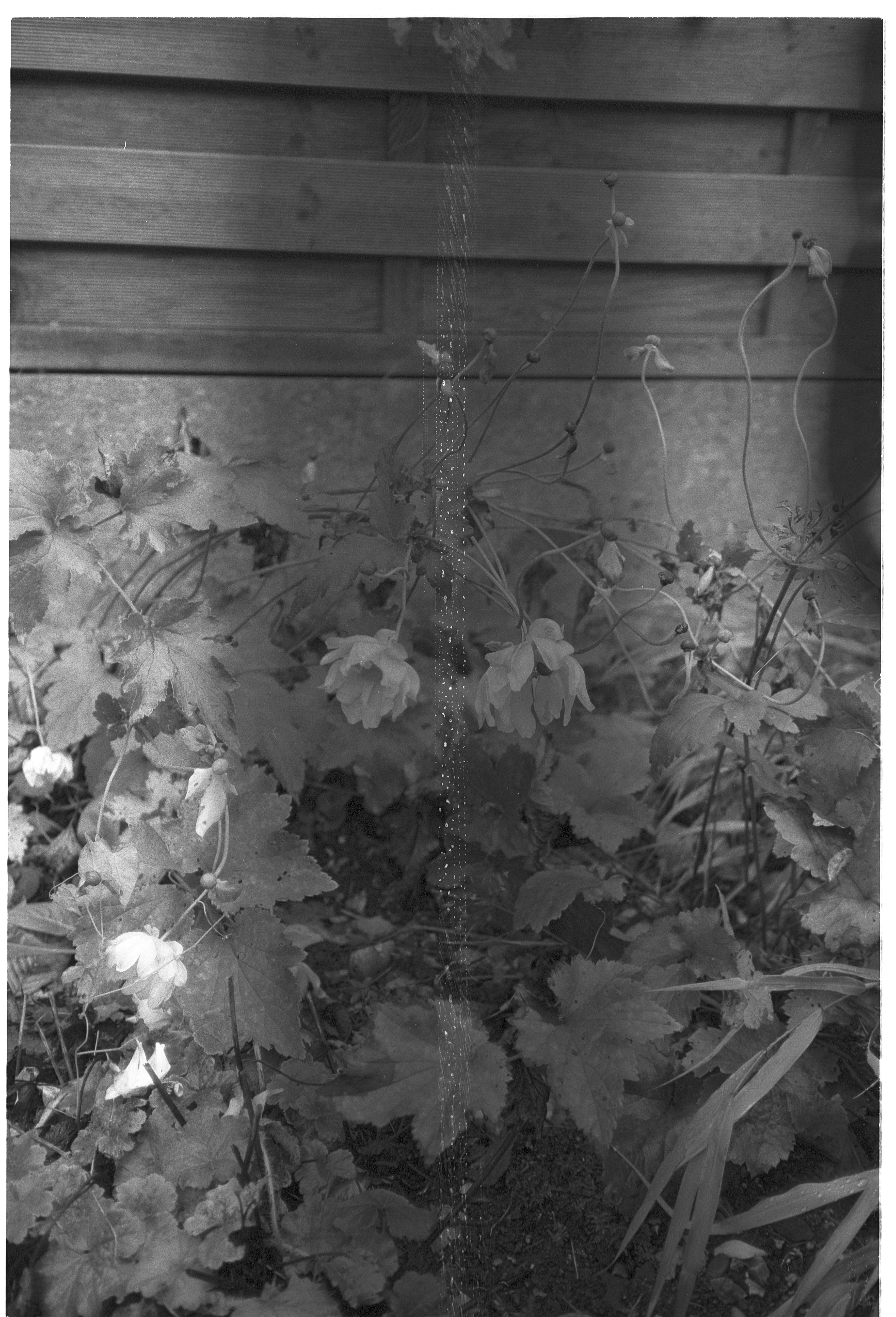 Photo by Tanya Barrow with Plustek OpticFilm 8300i