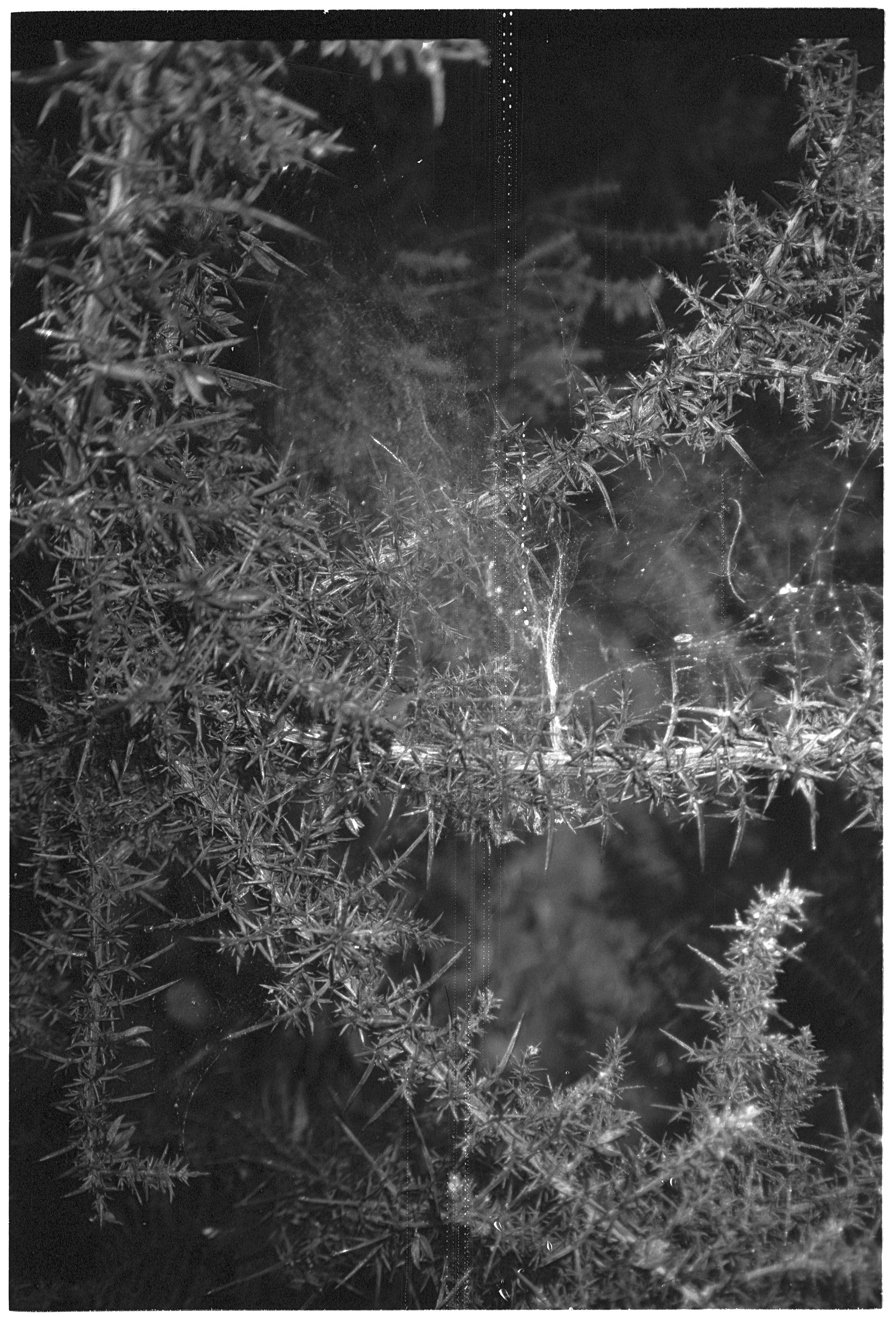 Barbed Silence: A Field of Sharp Quiet in Monochrome