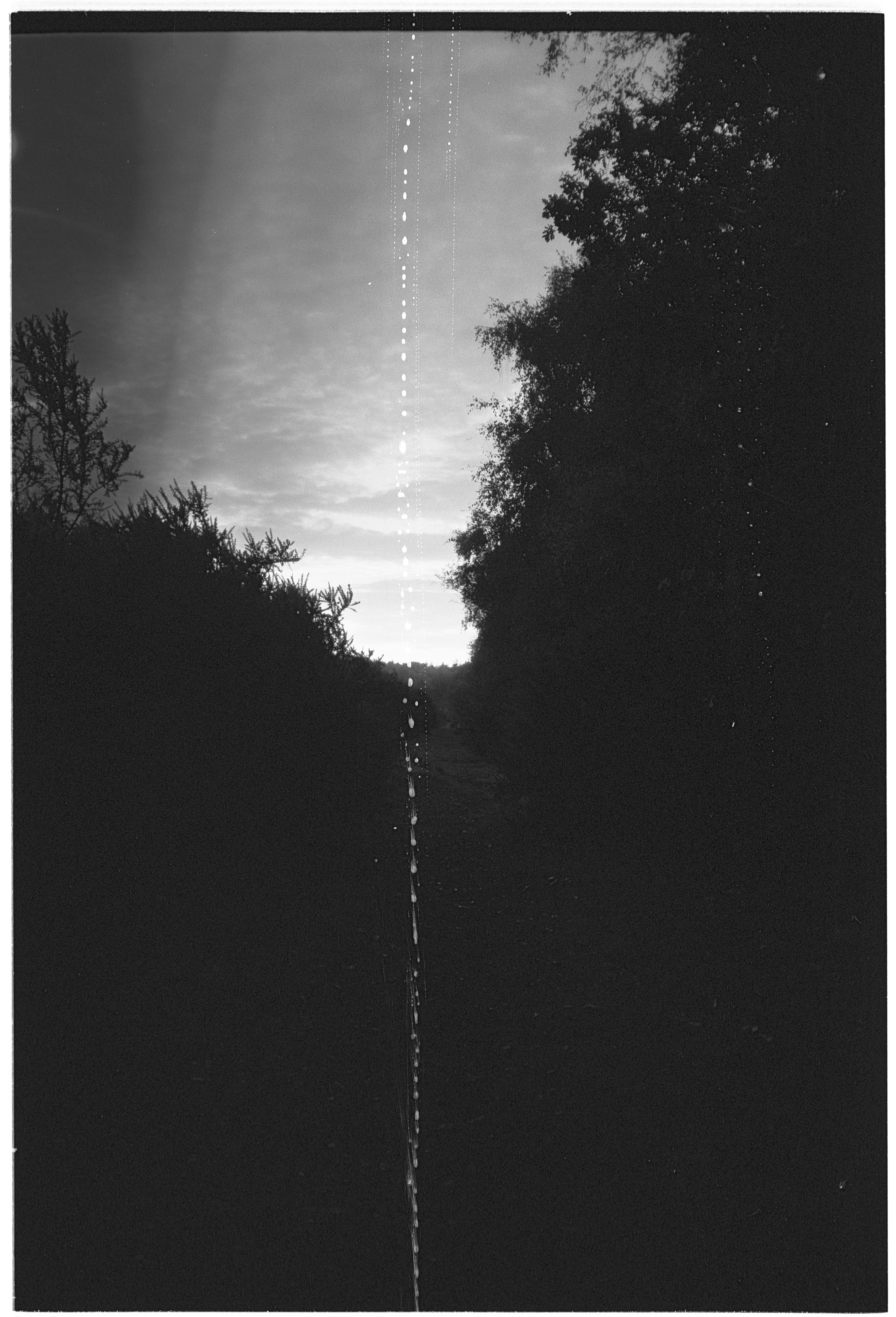 Sunlight breaks through dark trees at dawn.