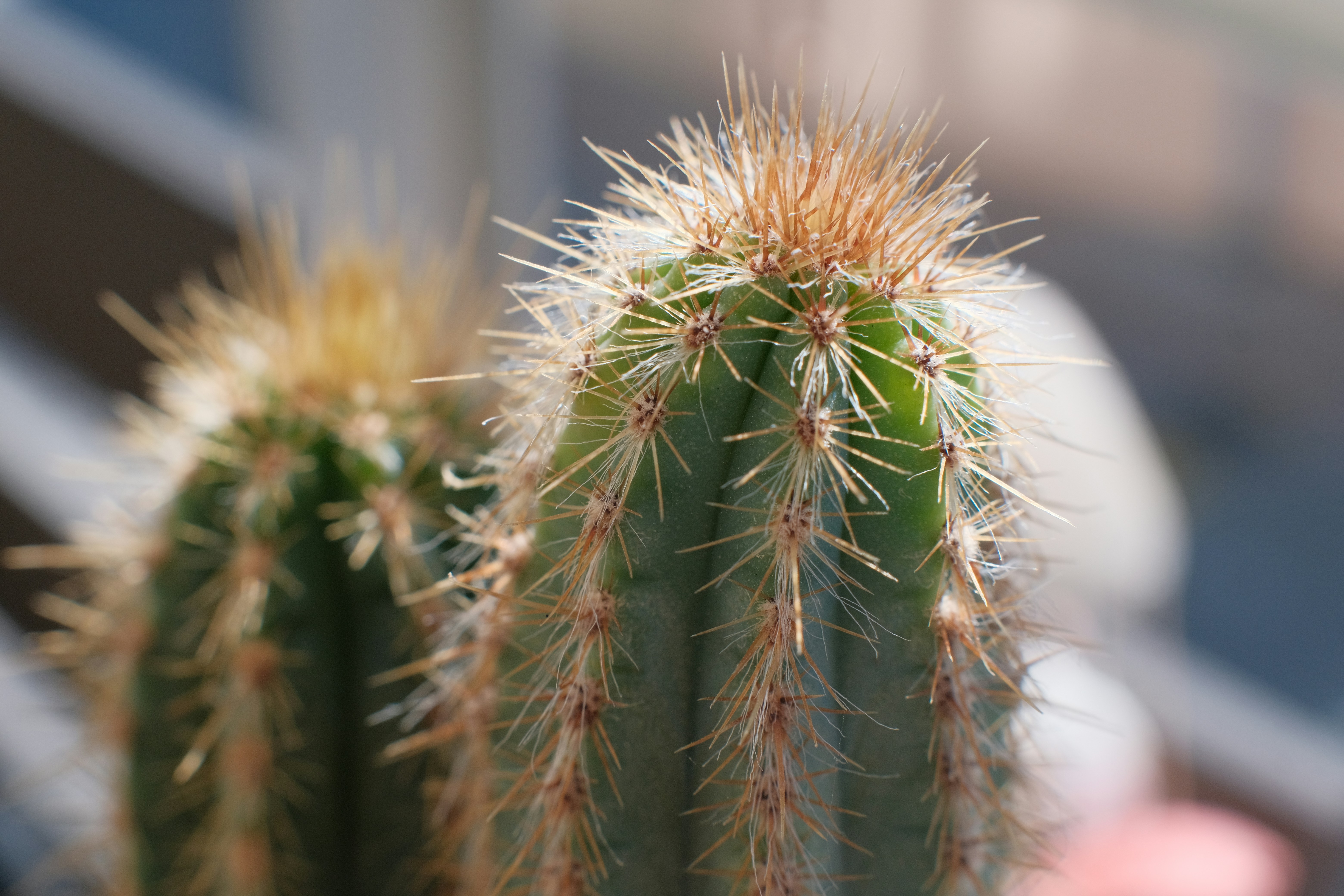 Photo by Roman Kravtsov with Fujifilm X-T30 II