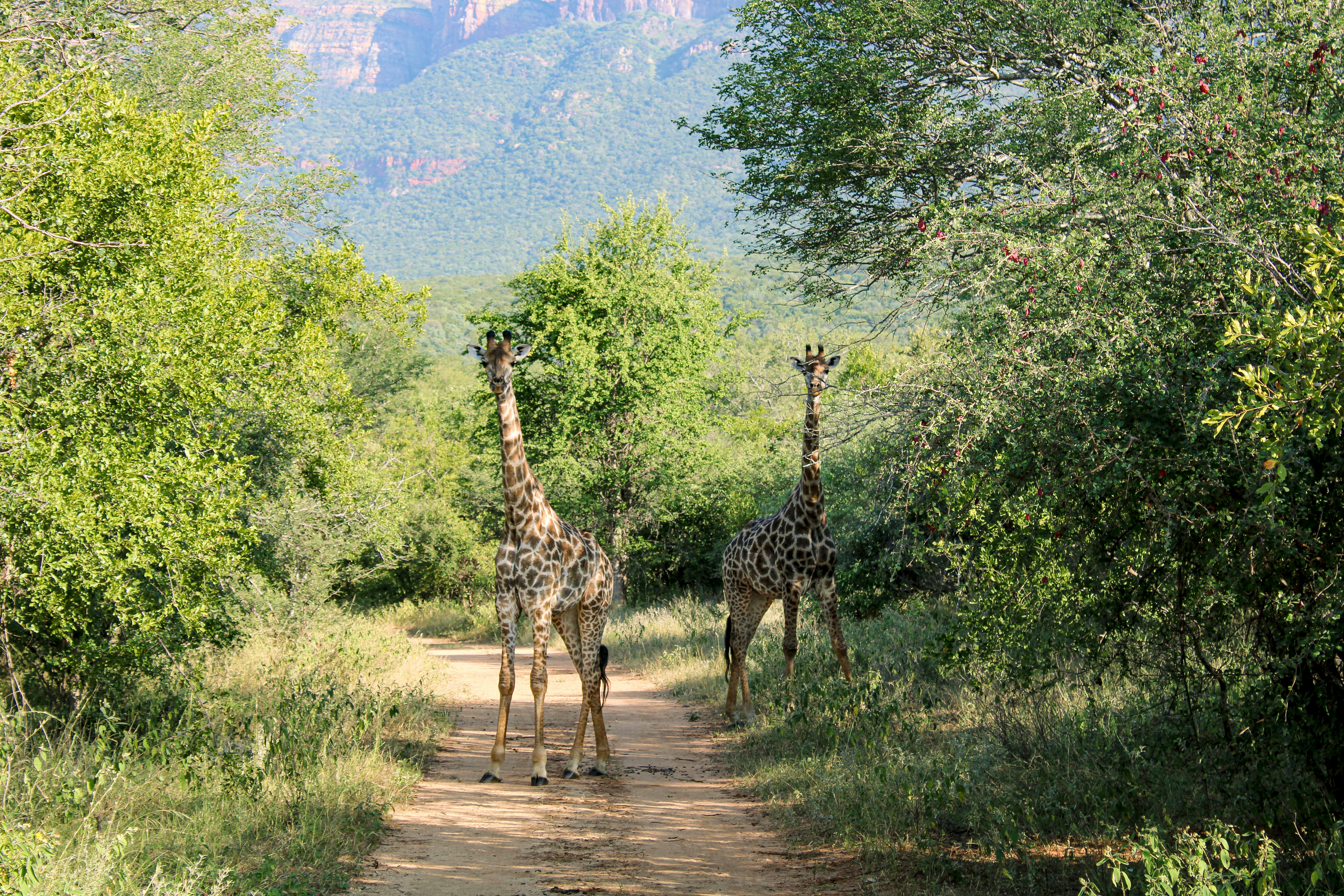 Photo by Will Corrigan with Canon EOS 2000D