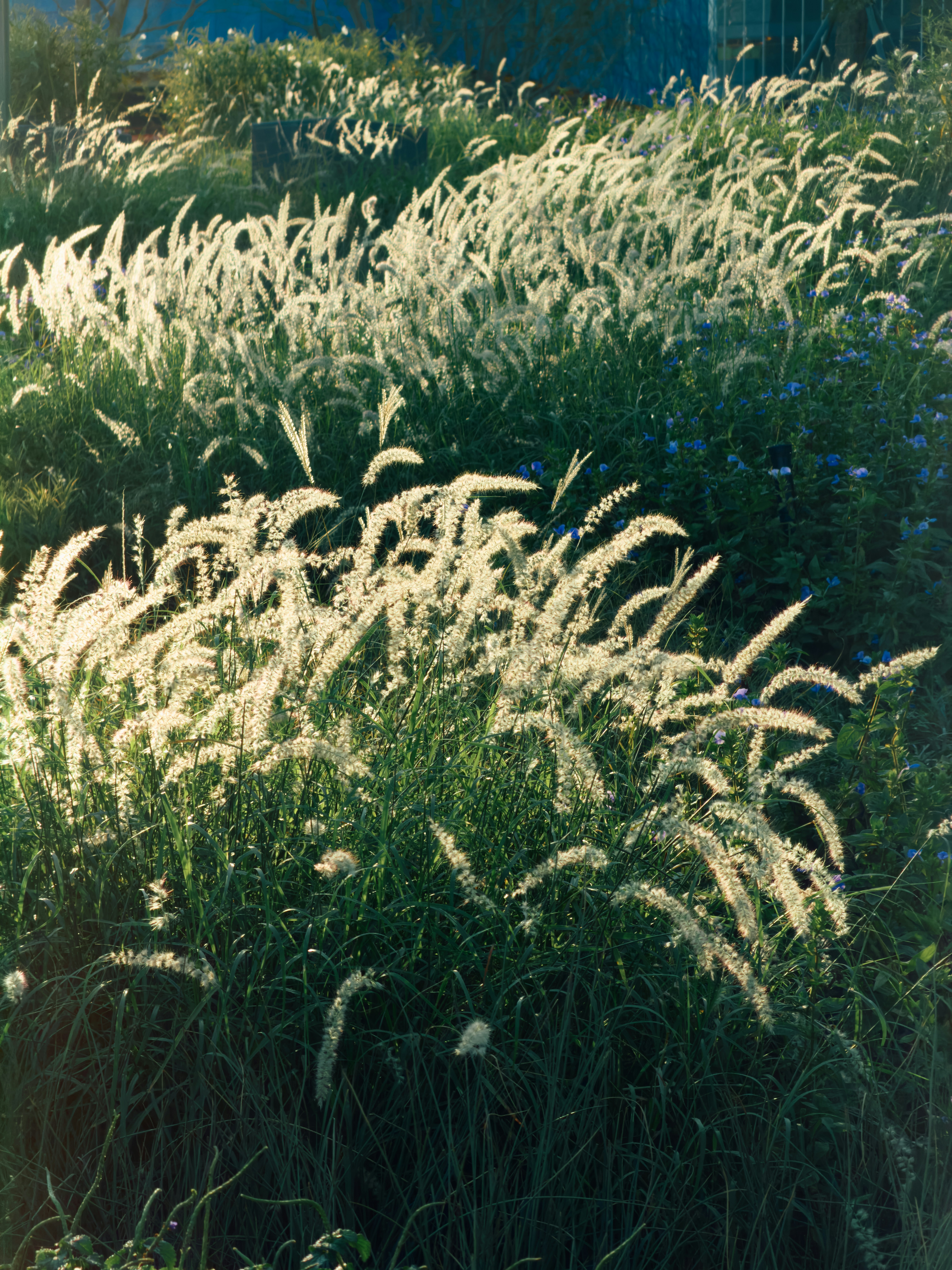 Sunlit Feathery Grasses in a Quiet Meadow