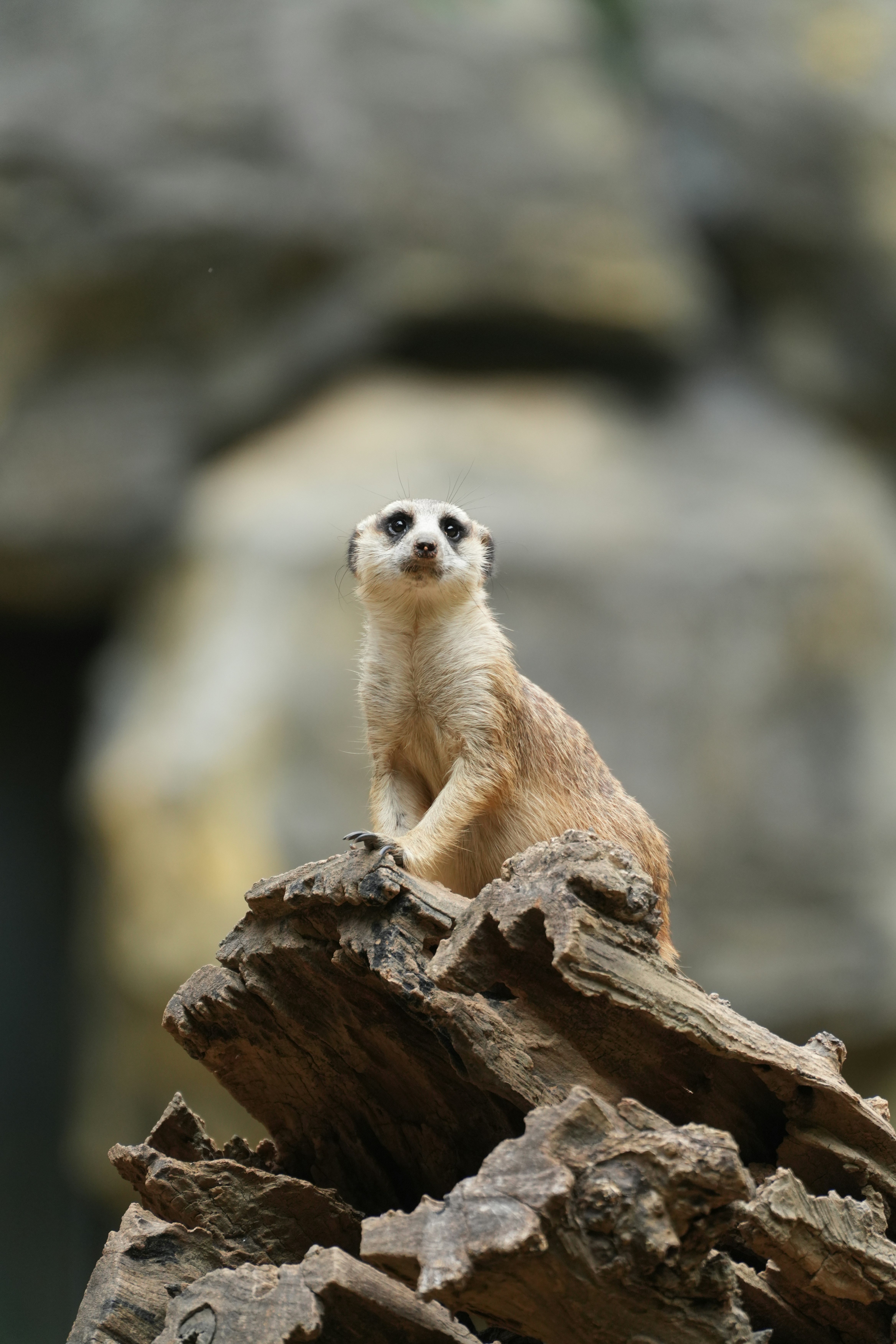 Meerkat Sentinel on Weathered Rock