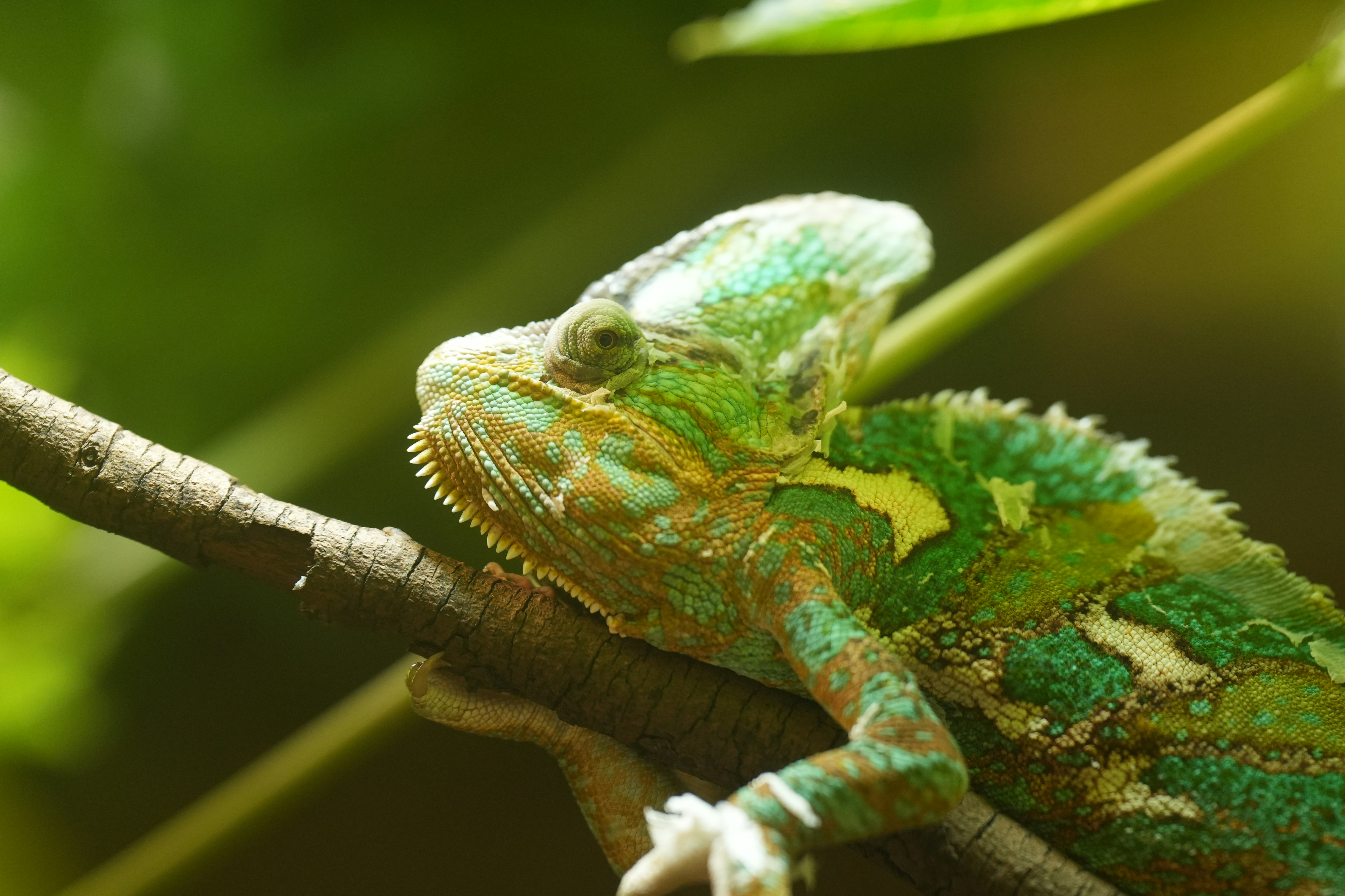 Photo by Haibiao Xu with Sony Alpha 7C II