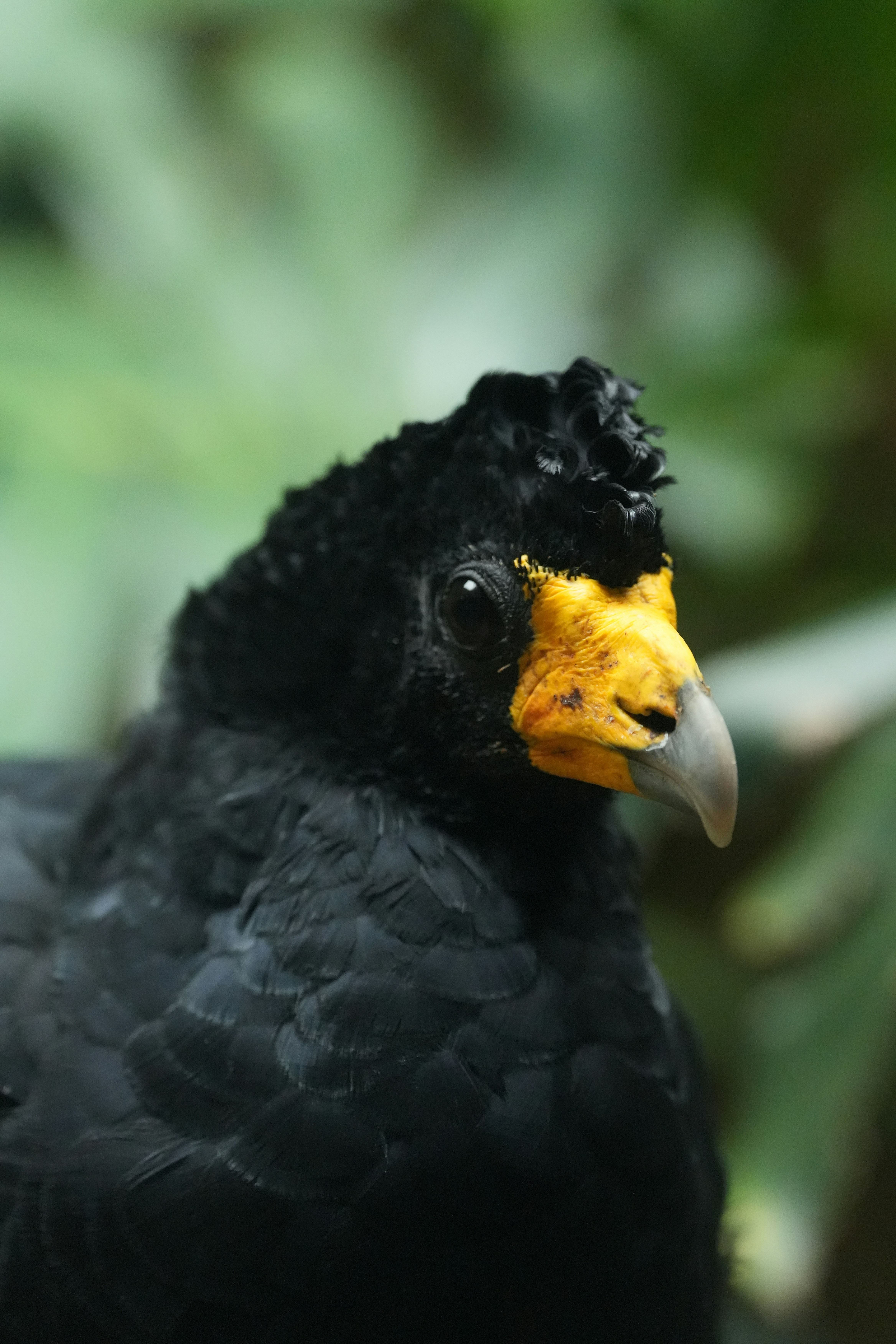 Amber Beak in Focus: Close-Up of a Black Bird Amid Emerald Foliage