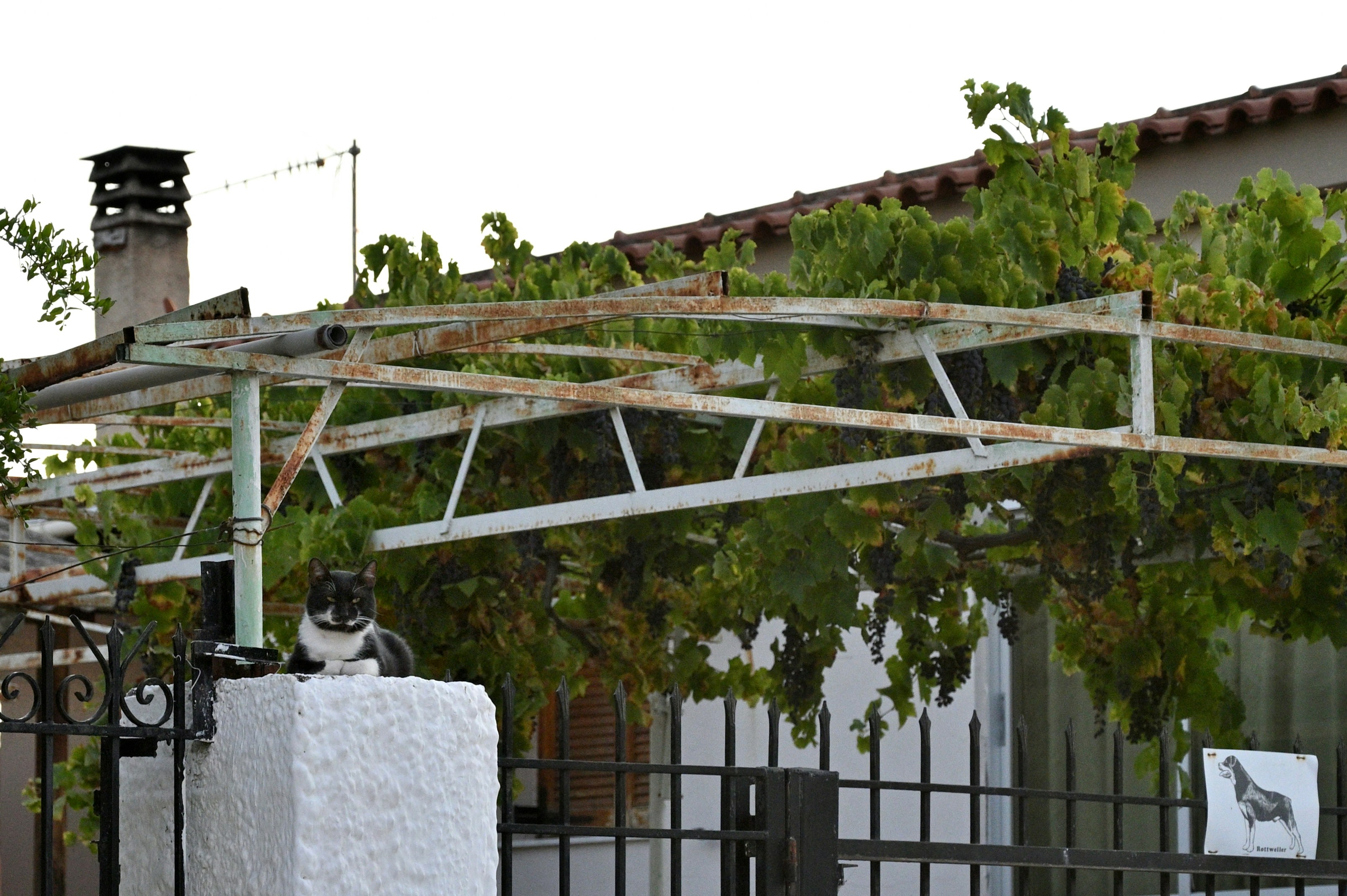 Photo by Po-Hsuan Huang with Nikon Z6 II