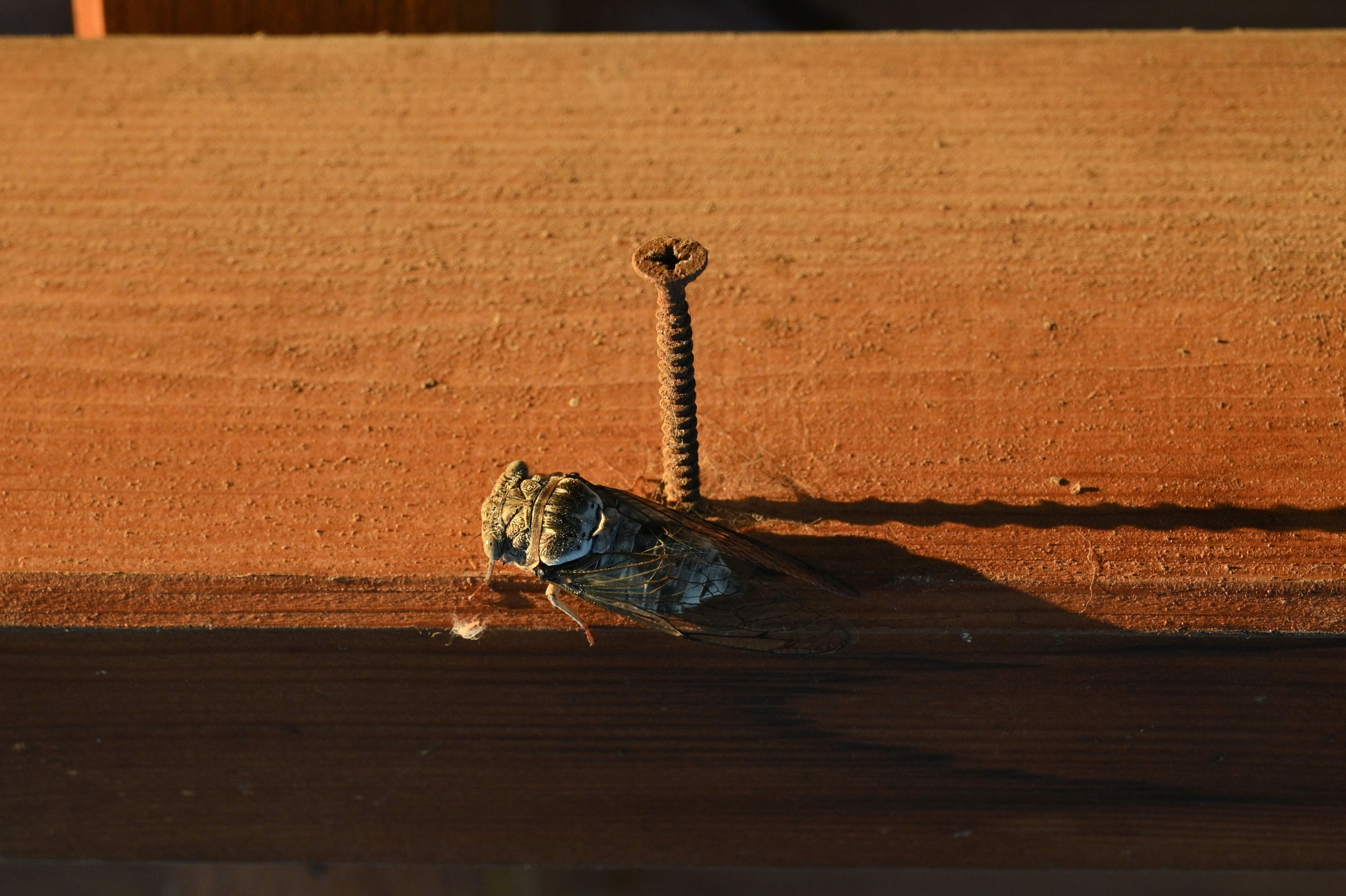 The Quiet Grip: a Weathered Nail and Insect Remnant on Sunlit Timber