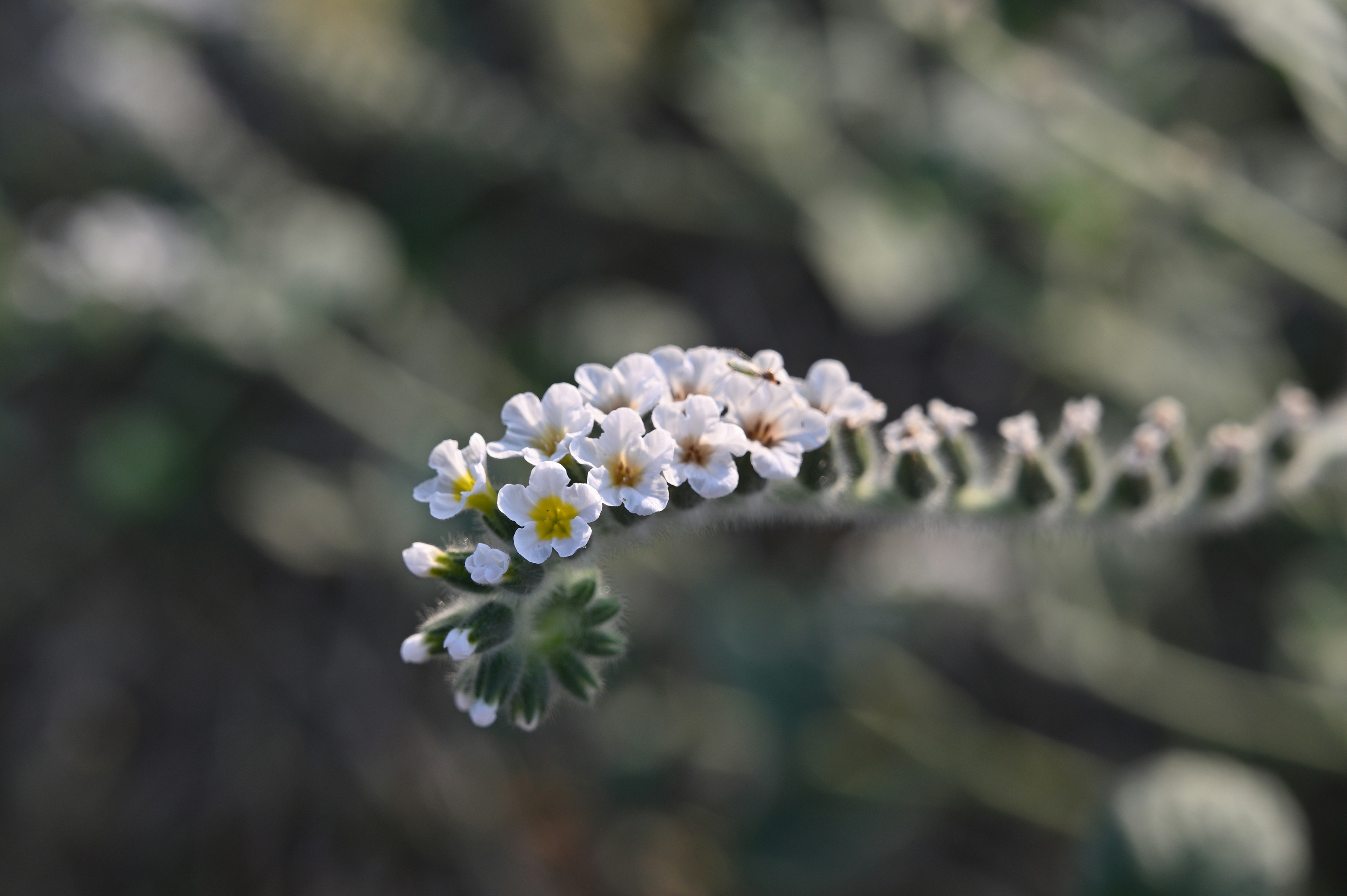 Dew-kissed Spike: Fragile White Blossoms in Velvet Bokeh