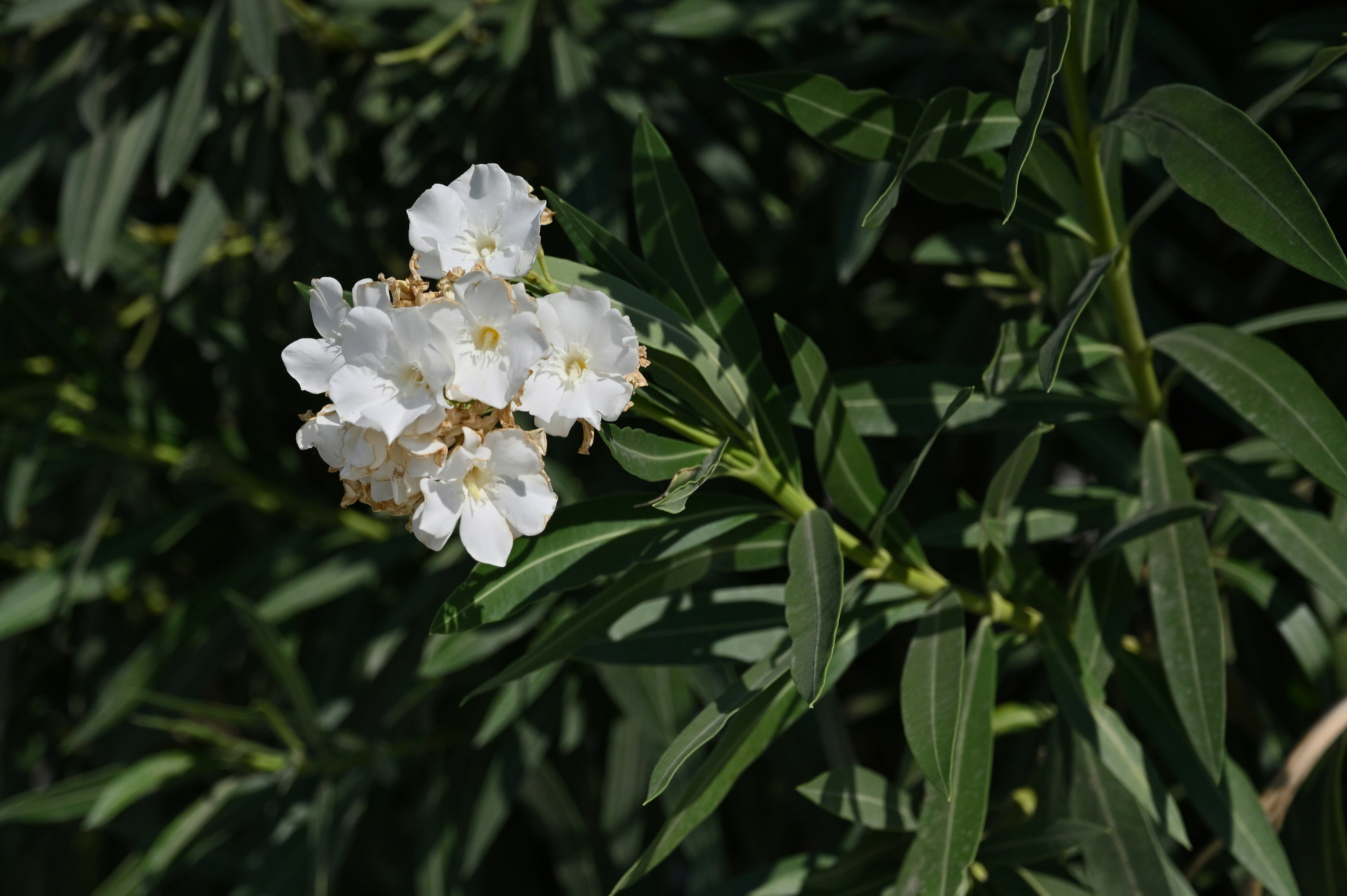 Photo by Po-Hsuan Huang with Nikon Z6 II