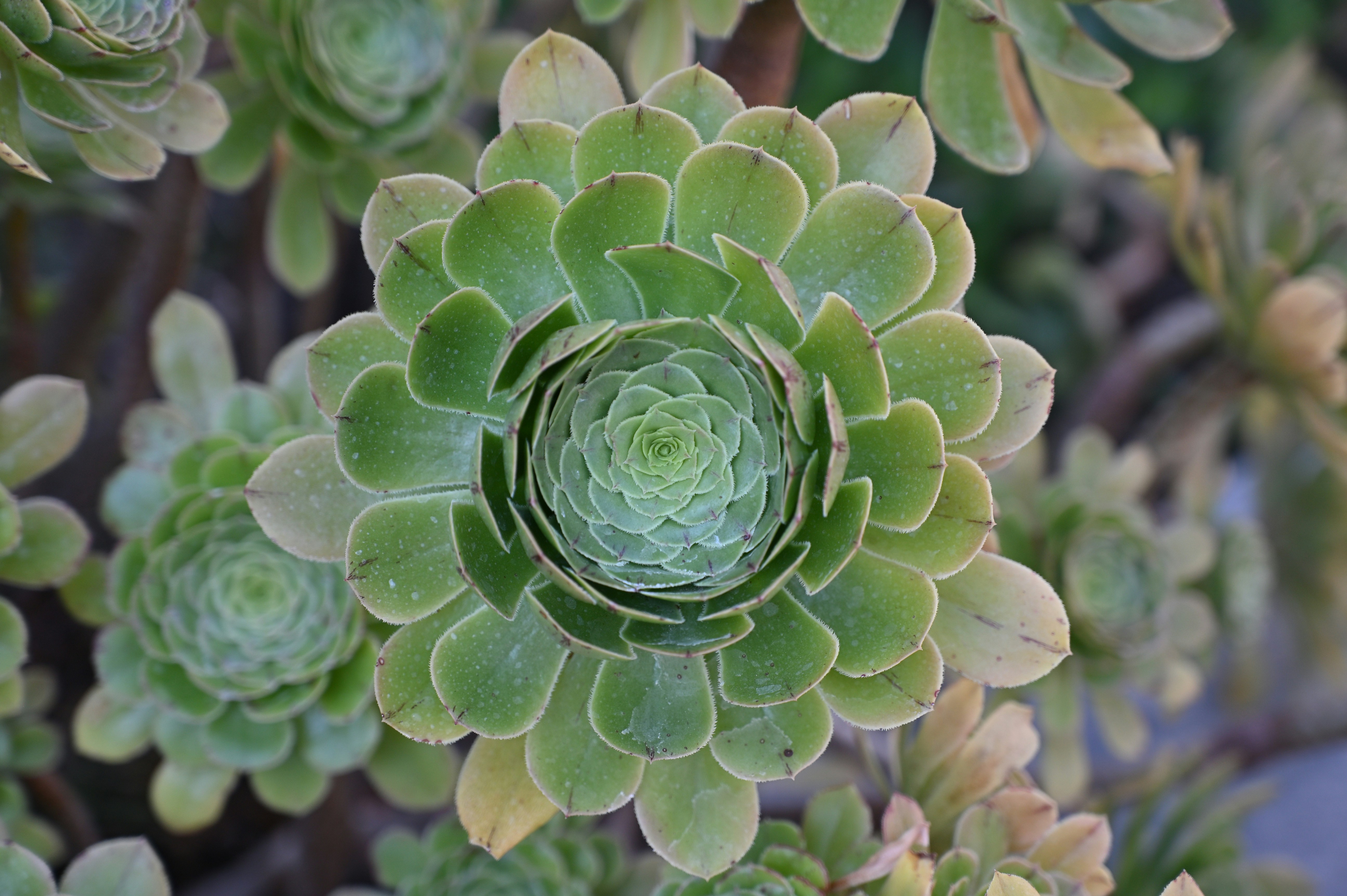 Photo by Po-Hsuan Huang with Nikon Z6 II