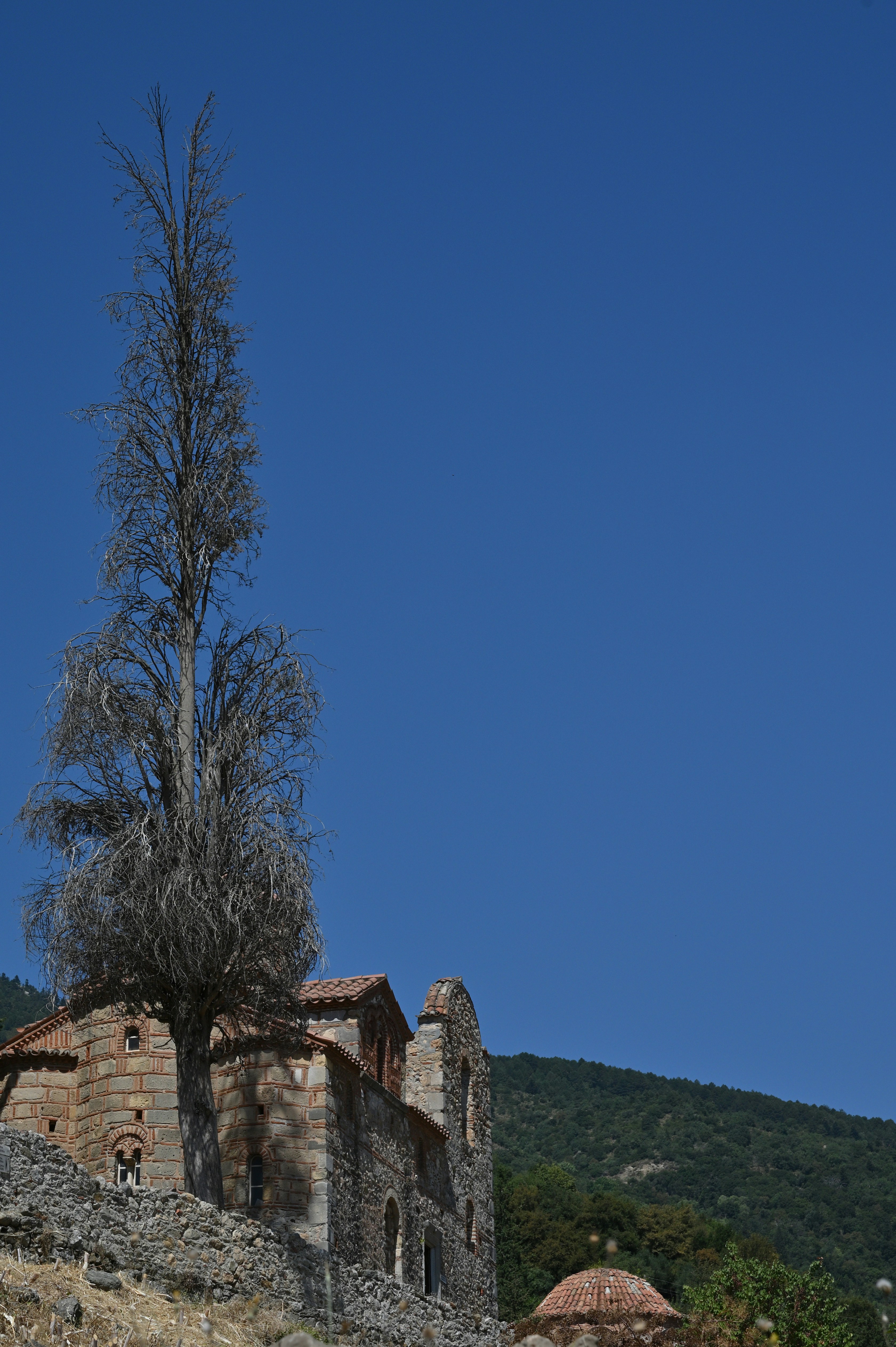 Lone Branched Sentinel Beside Timeworn Walls Beneath a Cerulean Sky