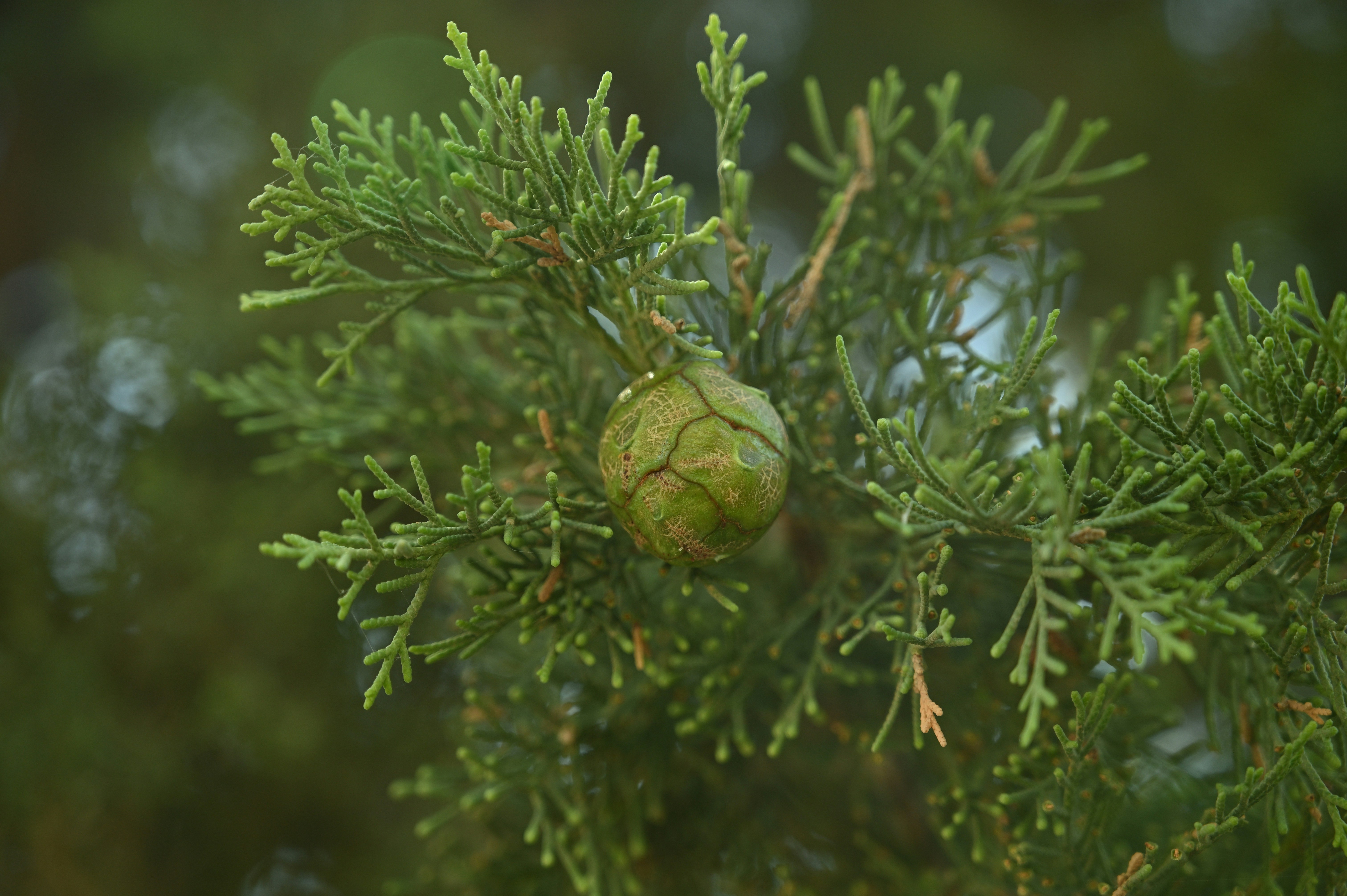 Seedpod Spotlight on Cedar Branch