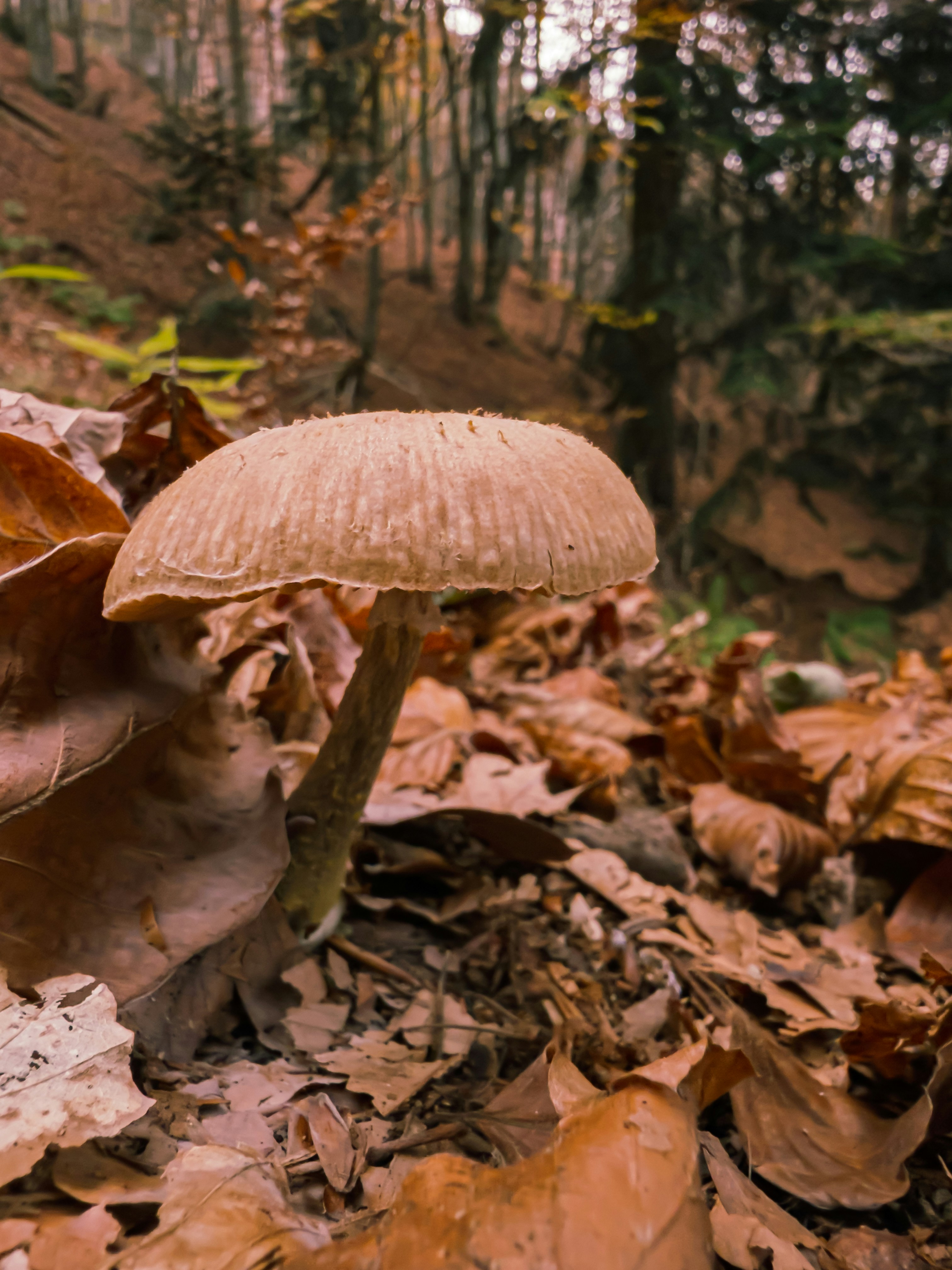 Amber-Capped Sentinel: a lone mushroom in a forest carpet of autumn leaves