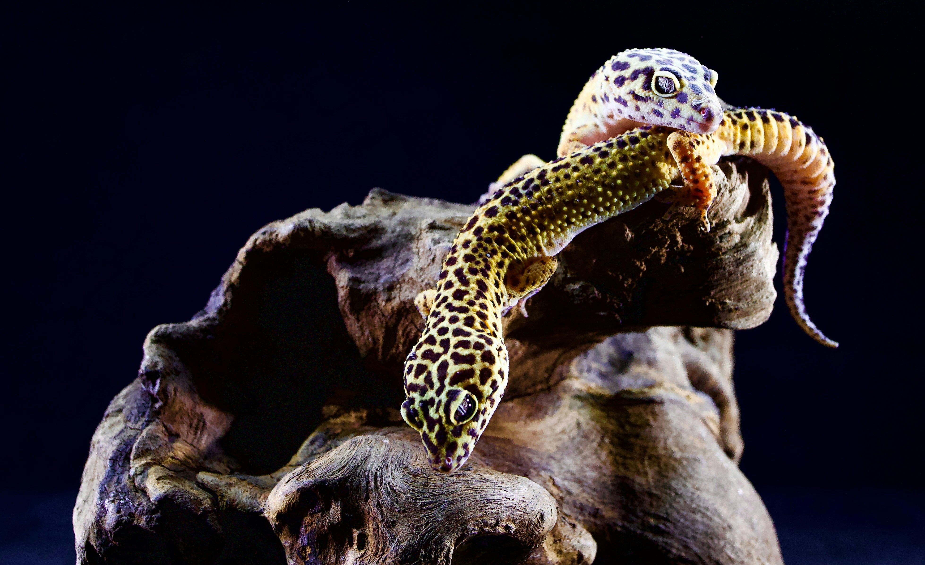 Photo by Andrey Tikhonovskiy with Canon EOS-1D X Mark II