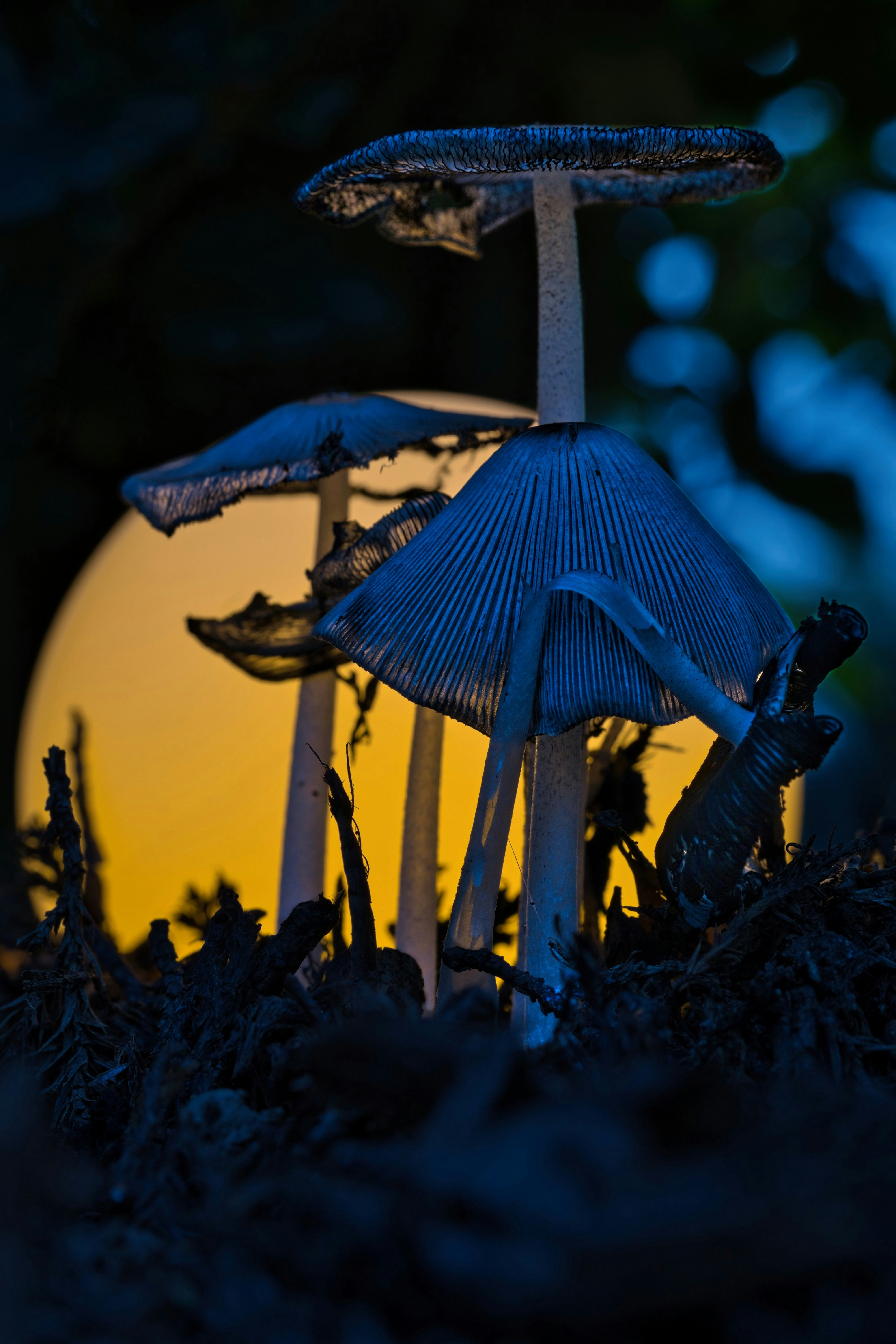 Blue-veil Mushrooms: Indigo Gills Beneath an Amber Backlit Glow