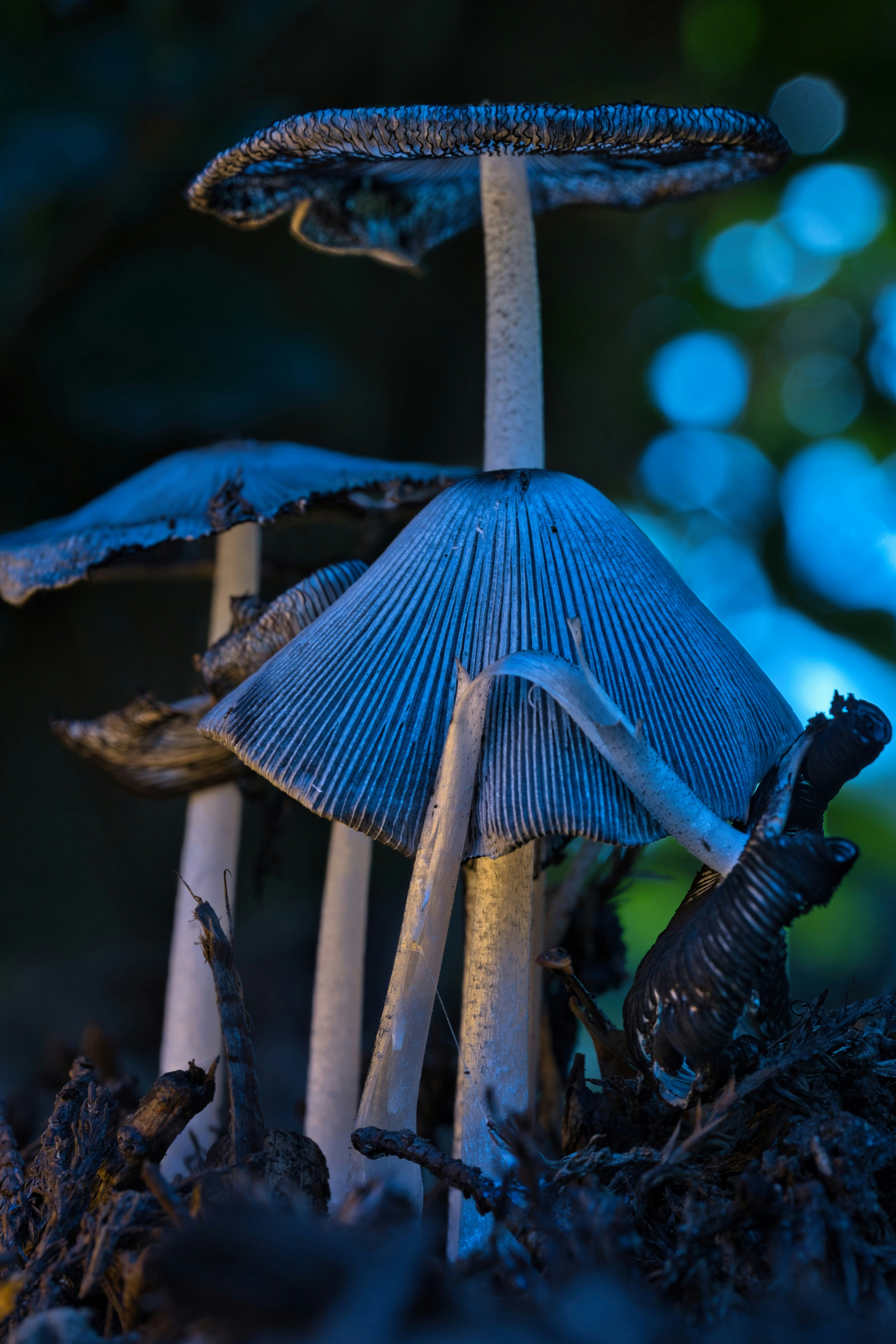 Azure Veil Mushrooms in a Night Forest Glow