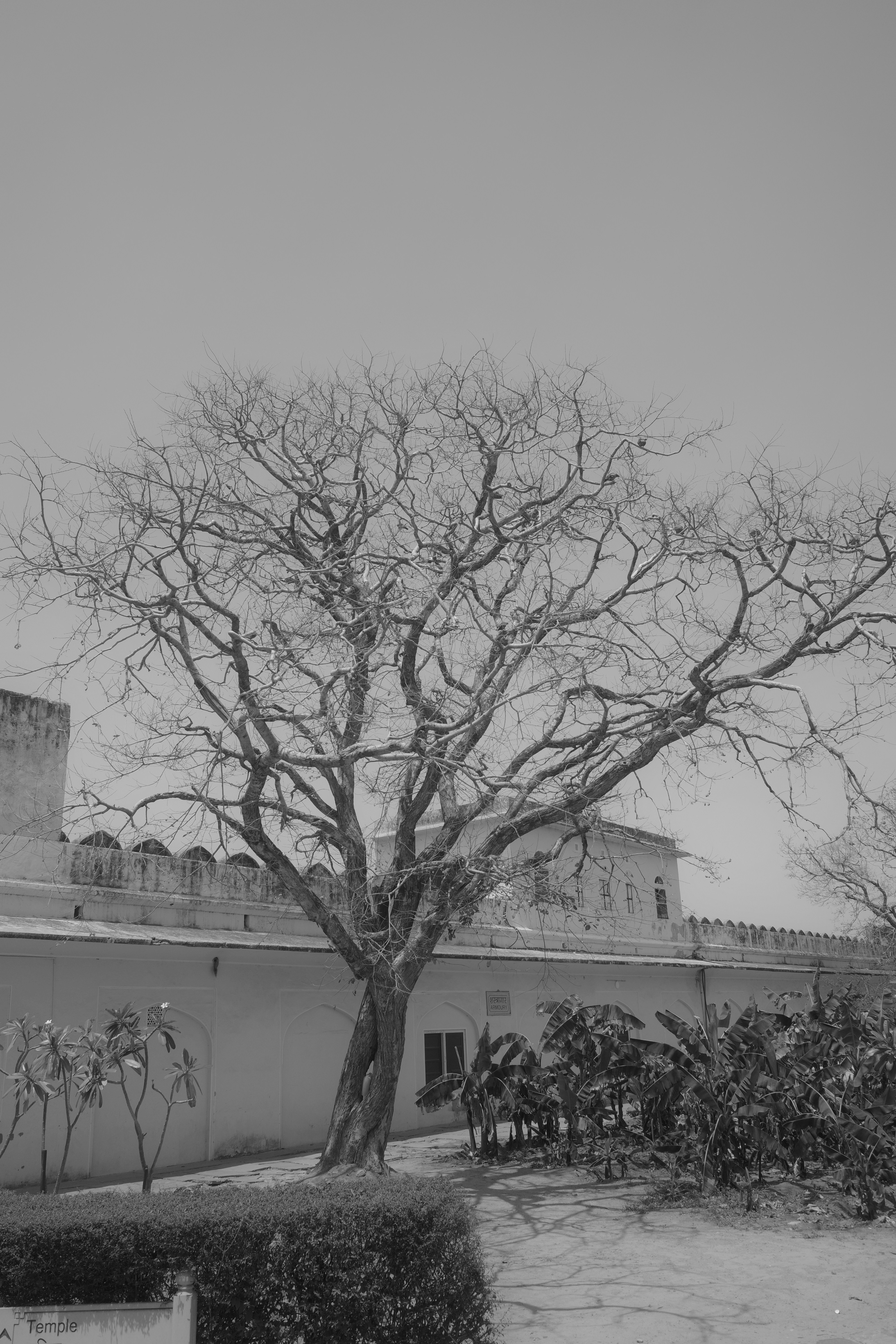 Winter Tree Silhouette Over a Serene Temple Courtyard
