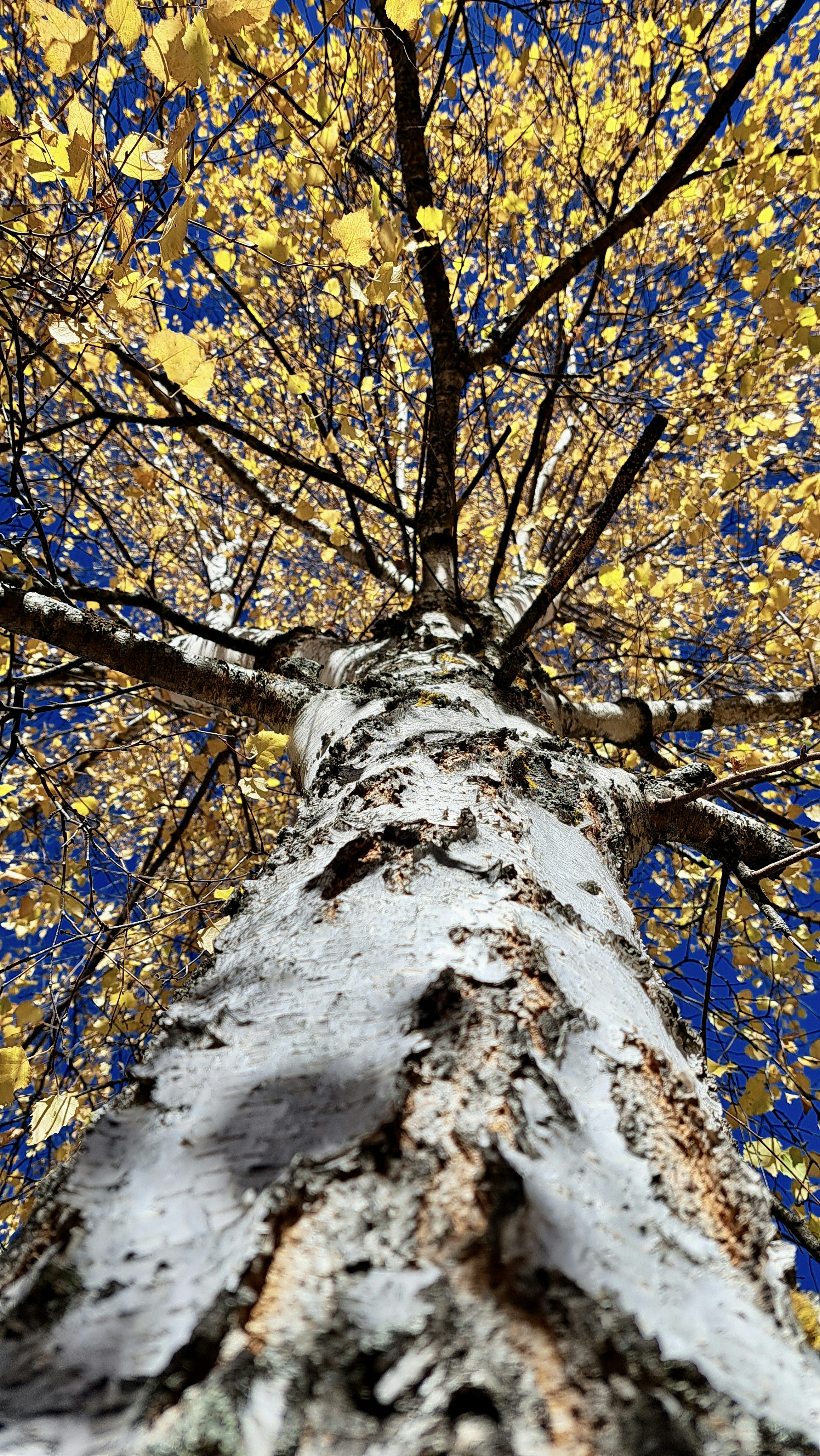 Birch Crown Rising: Sunlit Yellow Canopy Against Cerulean Sky