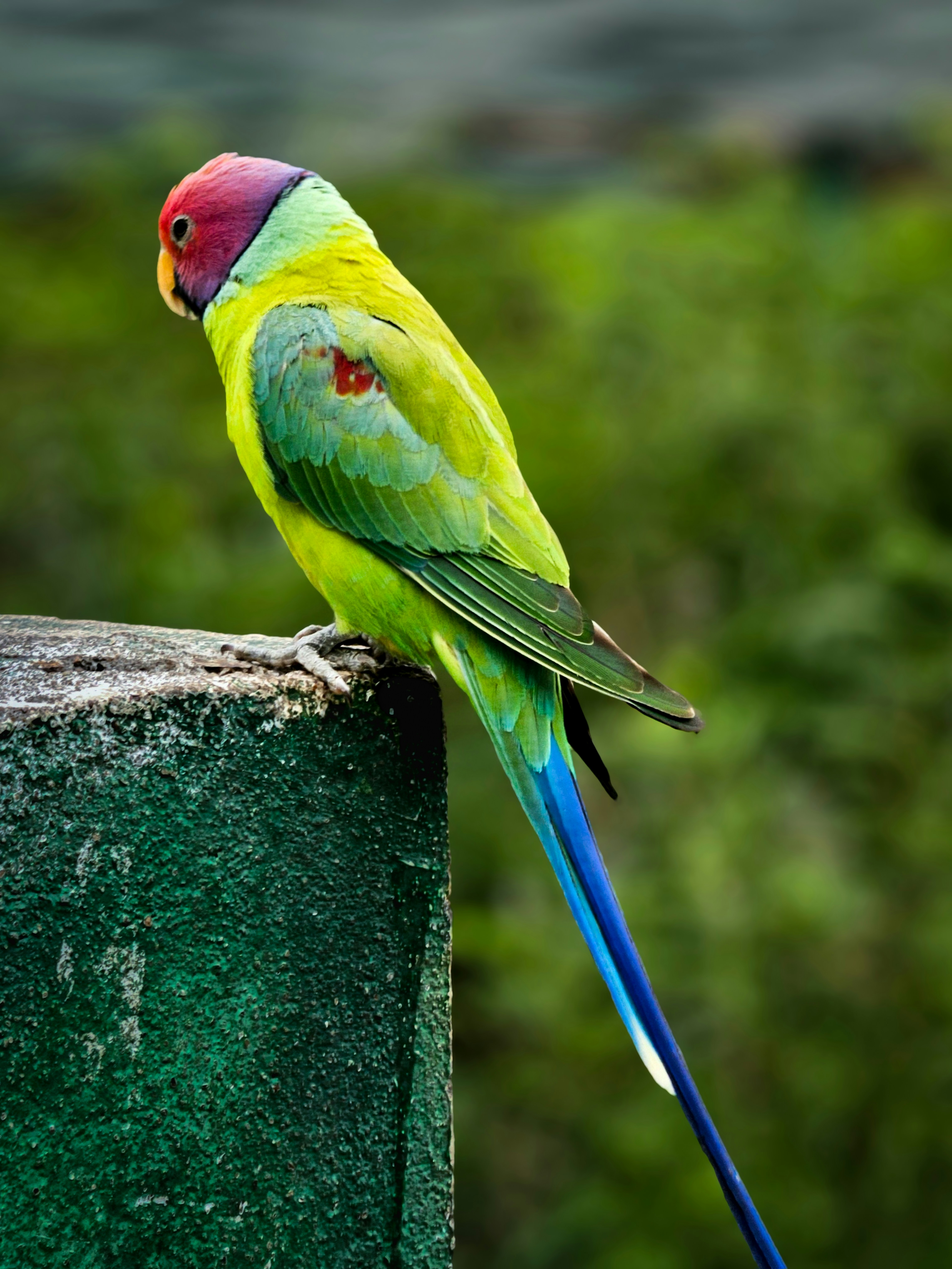 Chromatic Sentinel: Crimson-Head Parrot on a Mossy Post