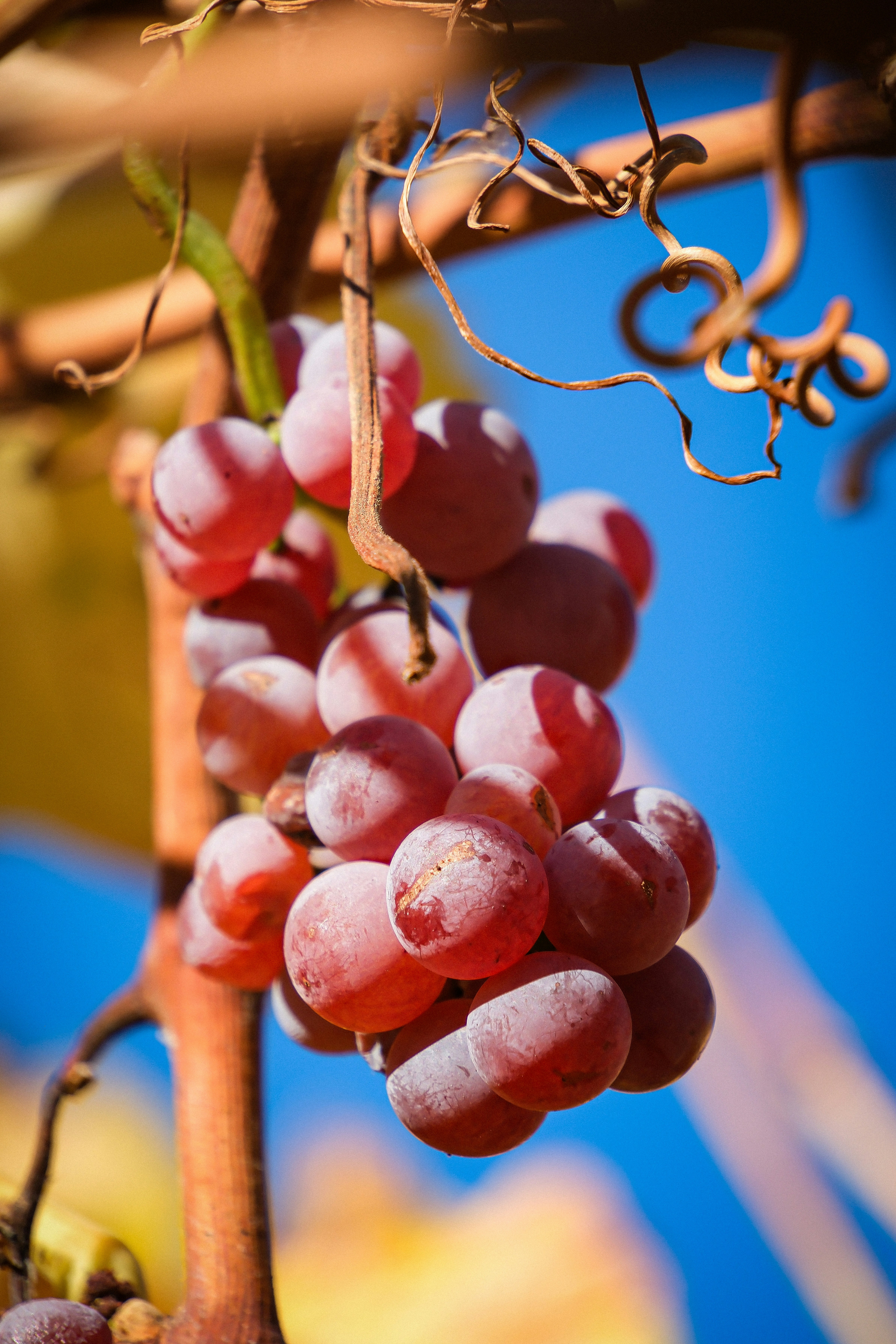 A close-up of ripe red grapes hanging from a vine under a vivid blue autumn sky. The plump, translucent grapes reflect the sunlight, emphasizing their freshness and maturity. Yellow leaves in the background hint at the autumn season, creating a warm and natural atmosphere. This image captures the beauty of harvest time and the richness of nature.