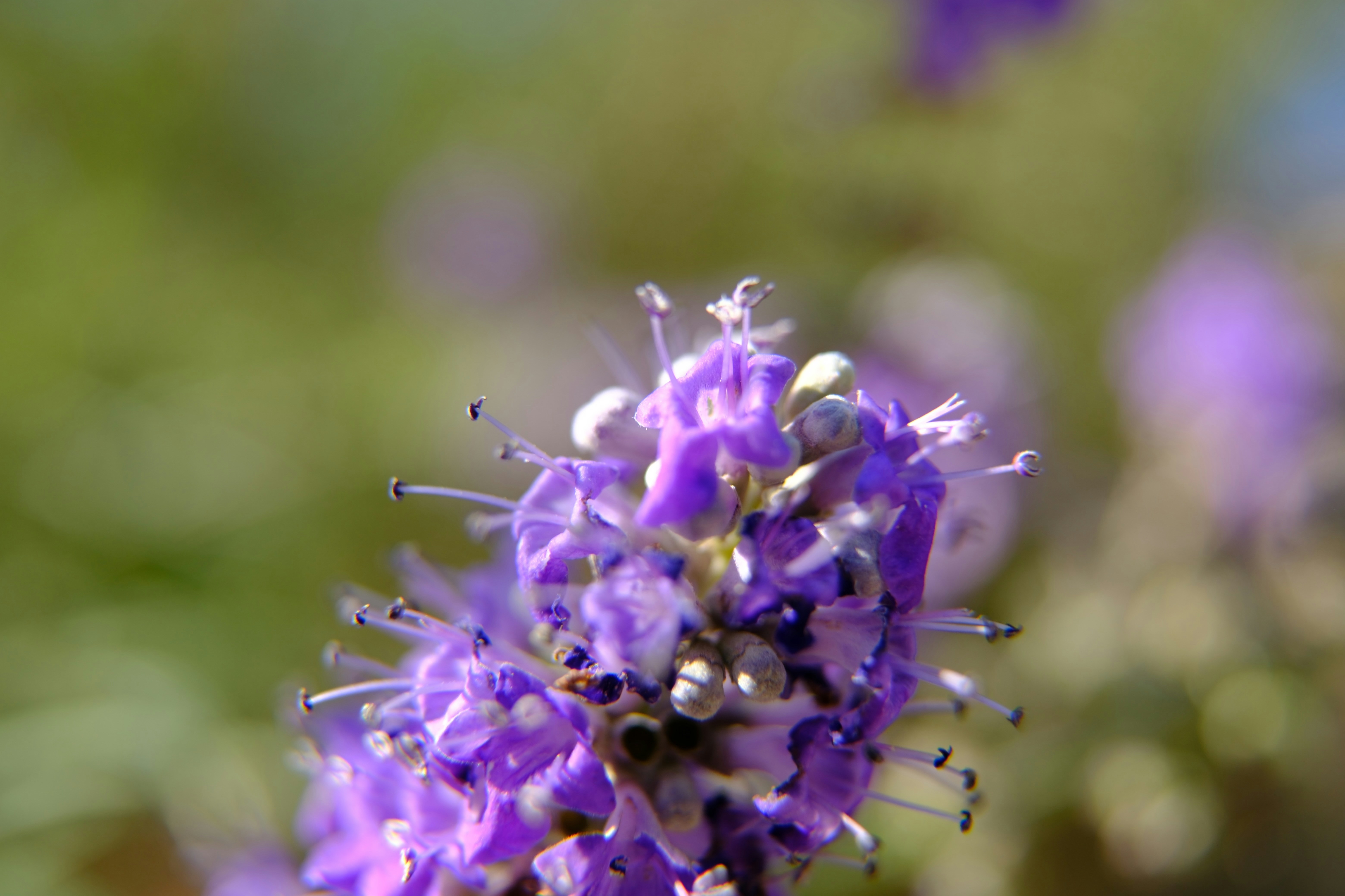 Macro Lavender Bloom: Violet Spires in Velvet Blur
