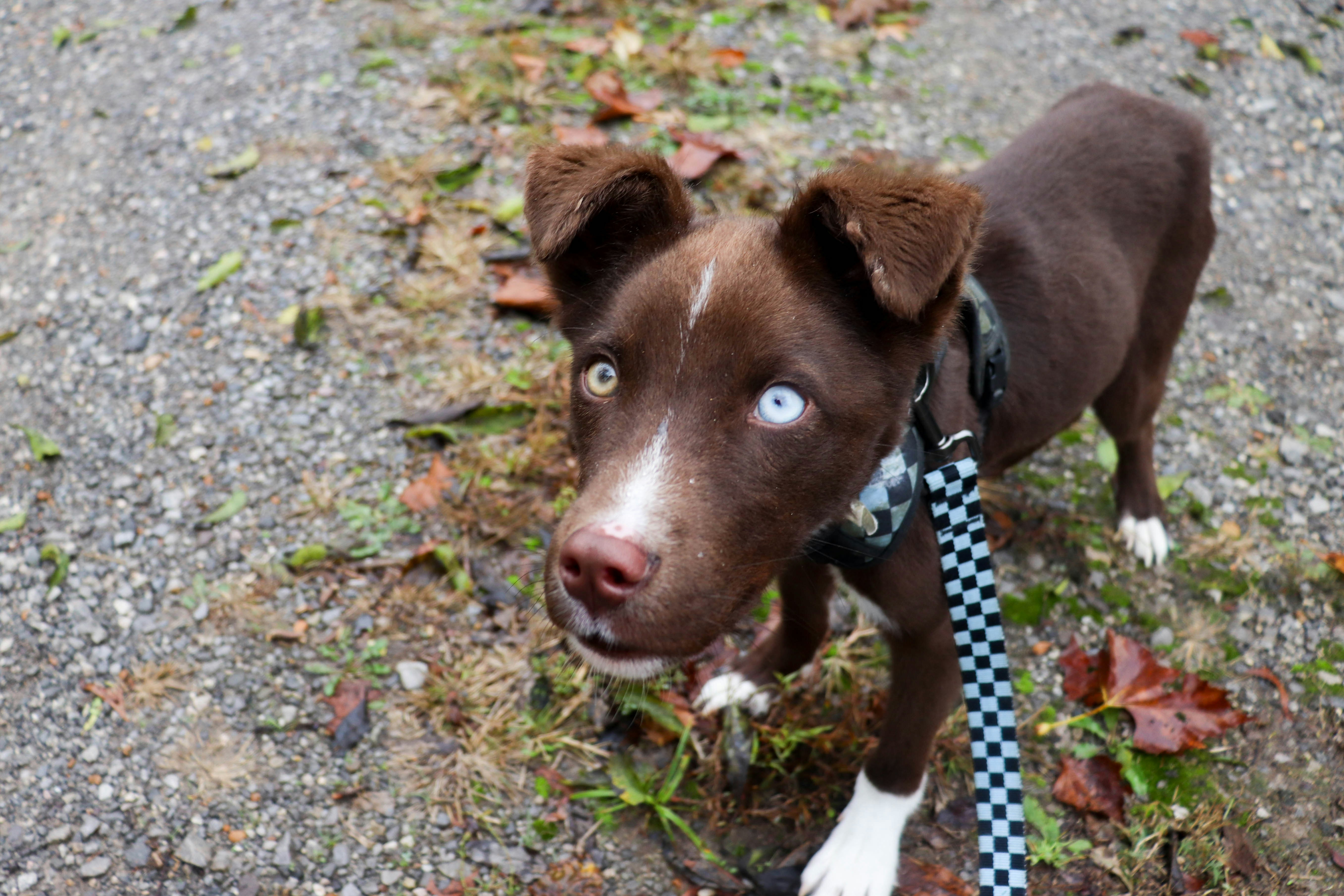 Blue-Eyed Pup on a Leaf-Strewn Gravel Path: A Curious Stare
