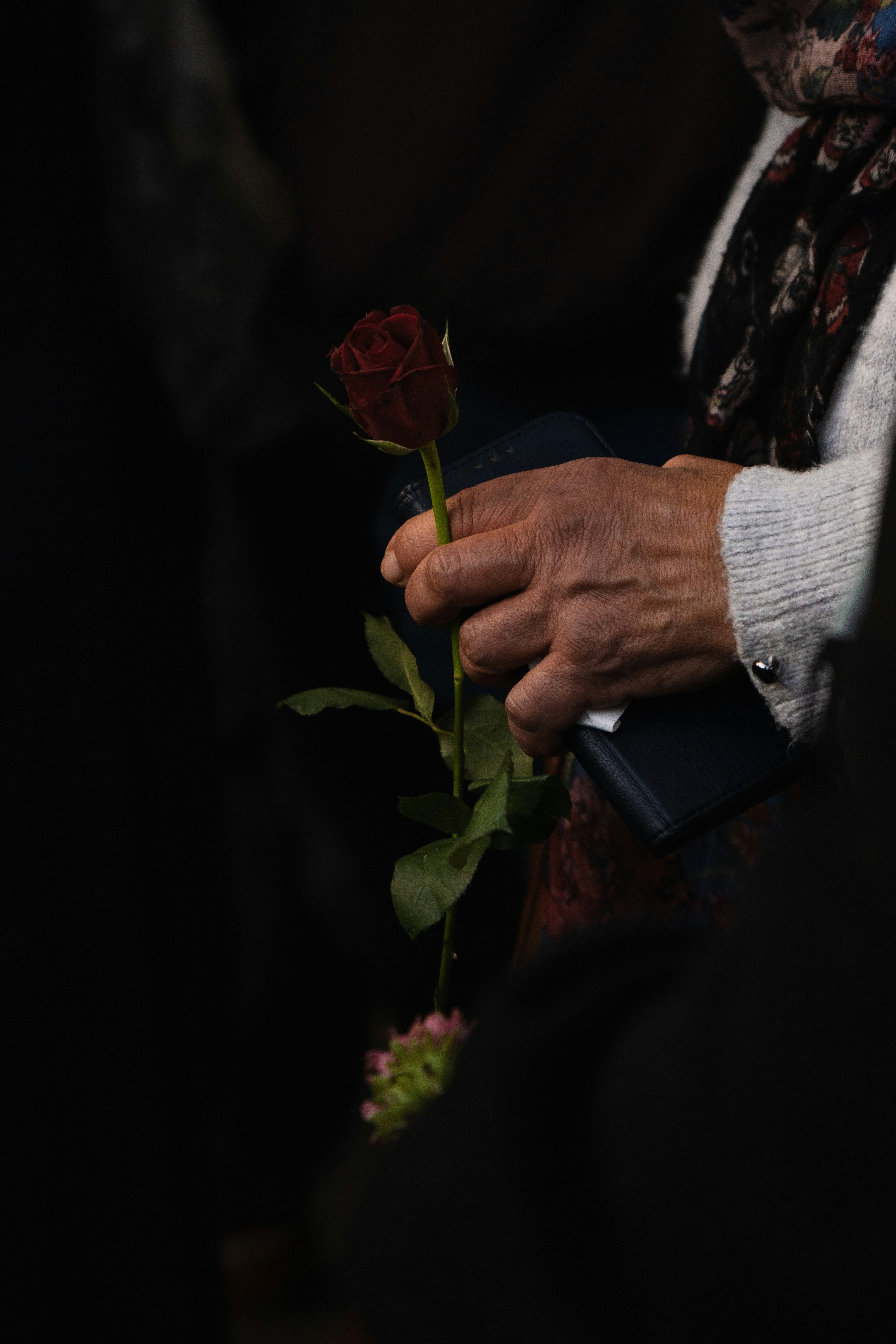 Crimson Rose in Velvet Shadow: A Hand's Quiet Gesture