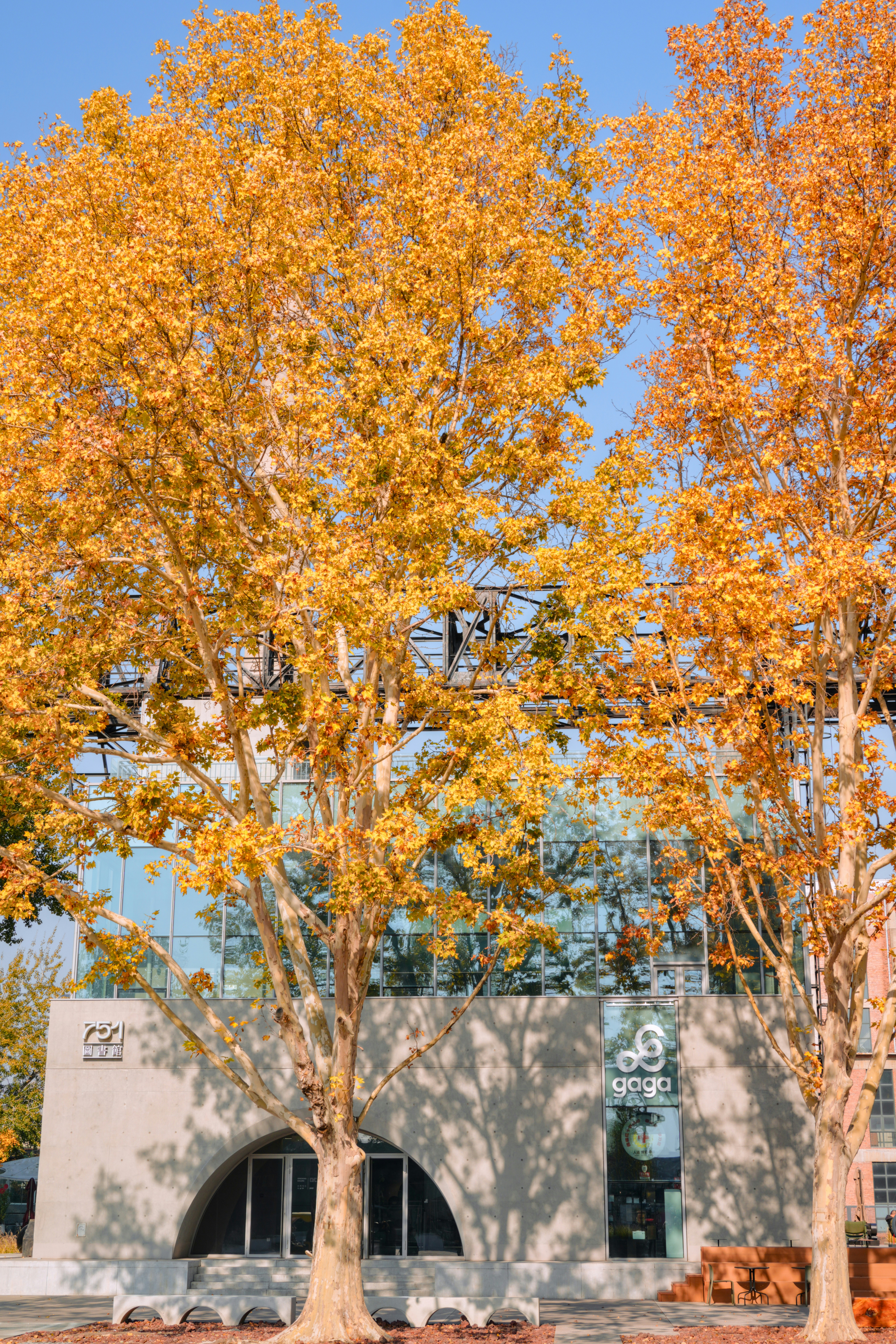 Autumn Canopy Above a Modern Facade