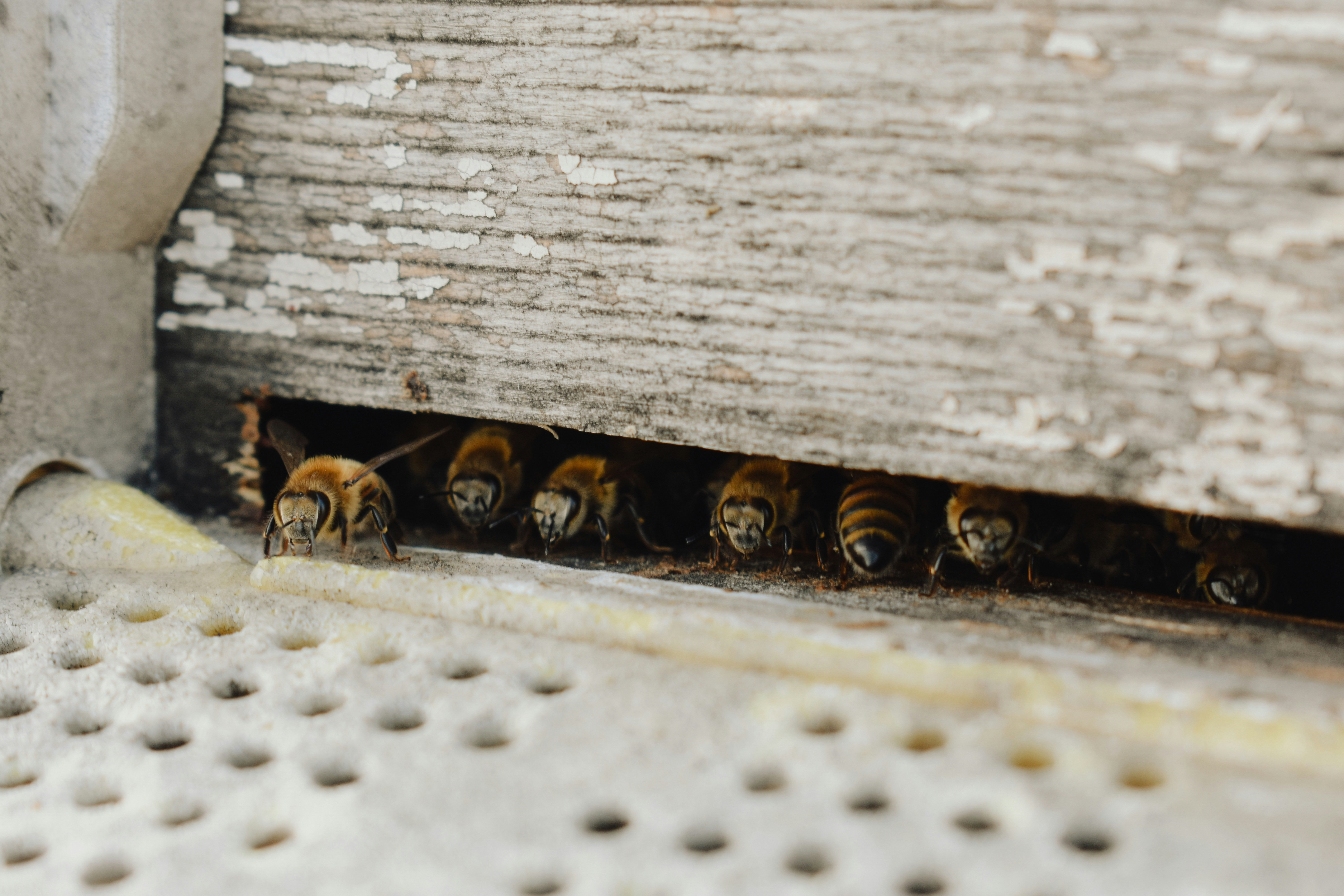 Bees at the Threshold: A Busy Hive Entrance Beneath a Weathered Step