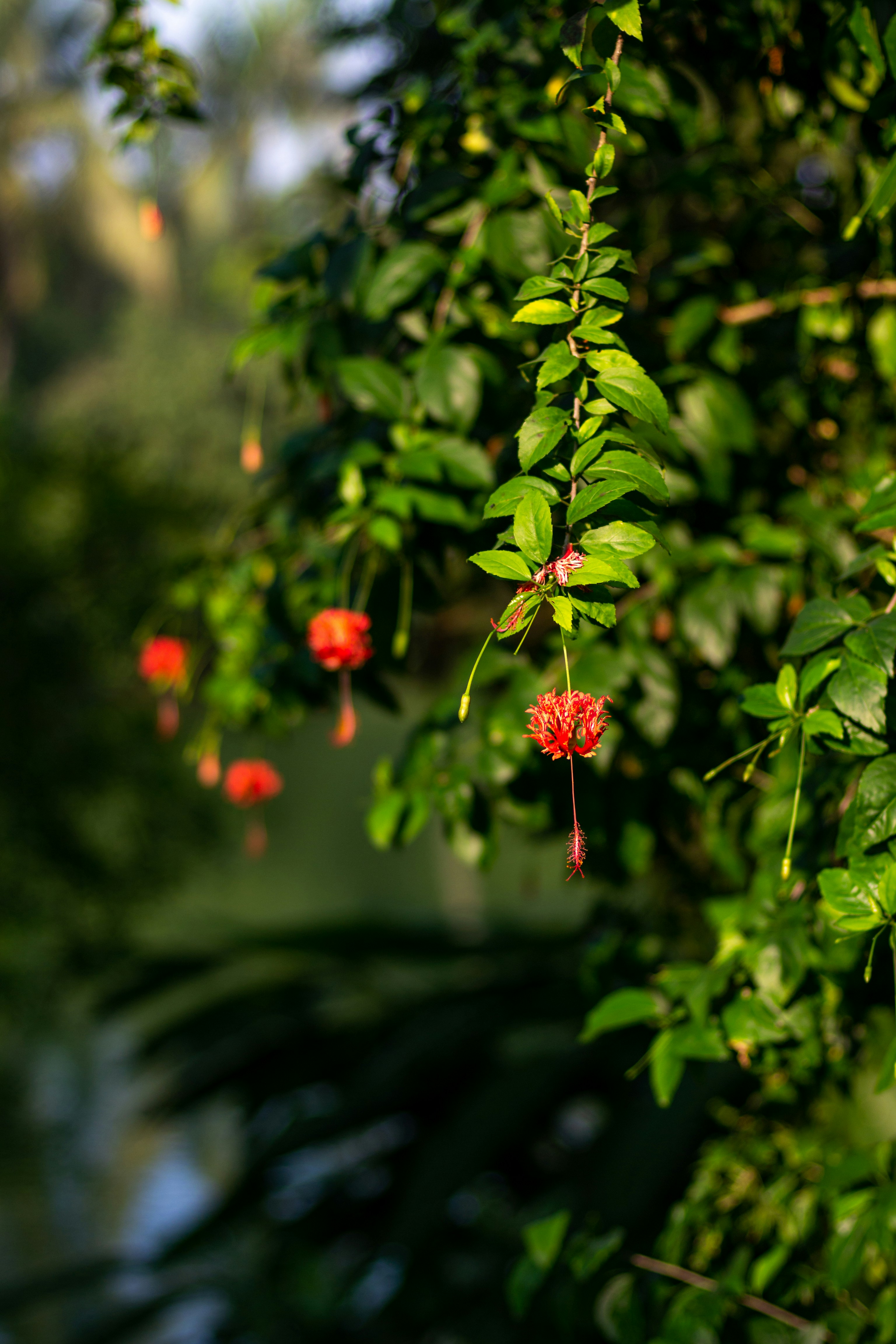 Photo by Ashique Anan Abir with Nikon D3100