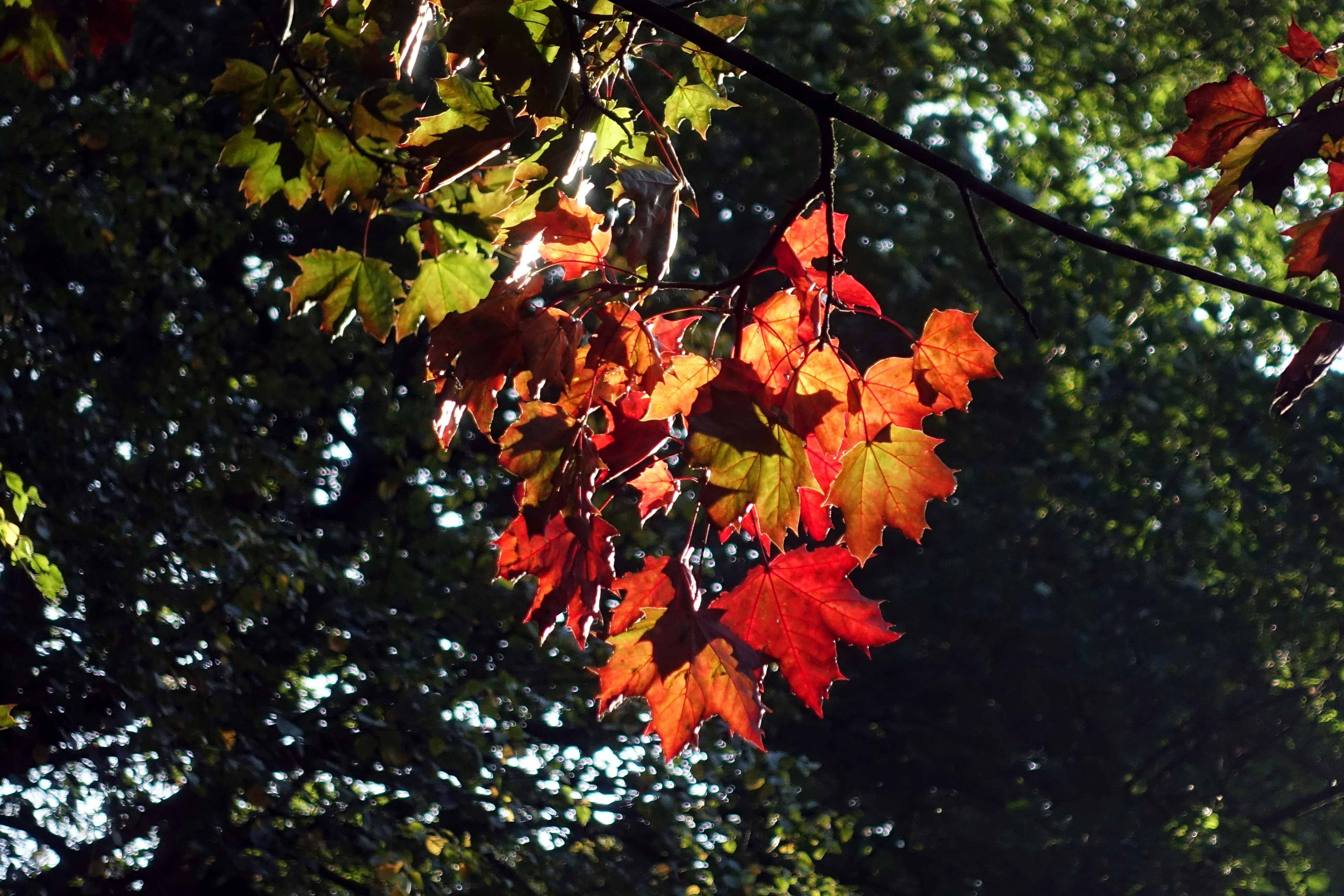 Sunlit Vermilion Maple Amid Dark Canopy