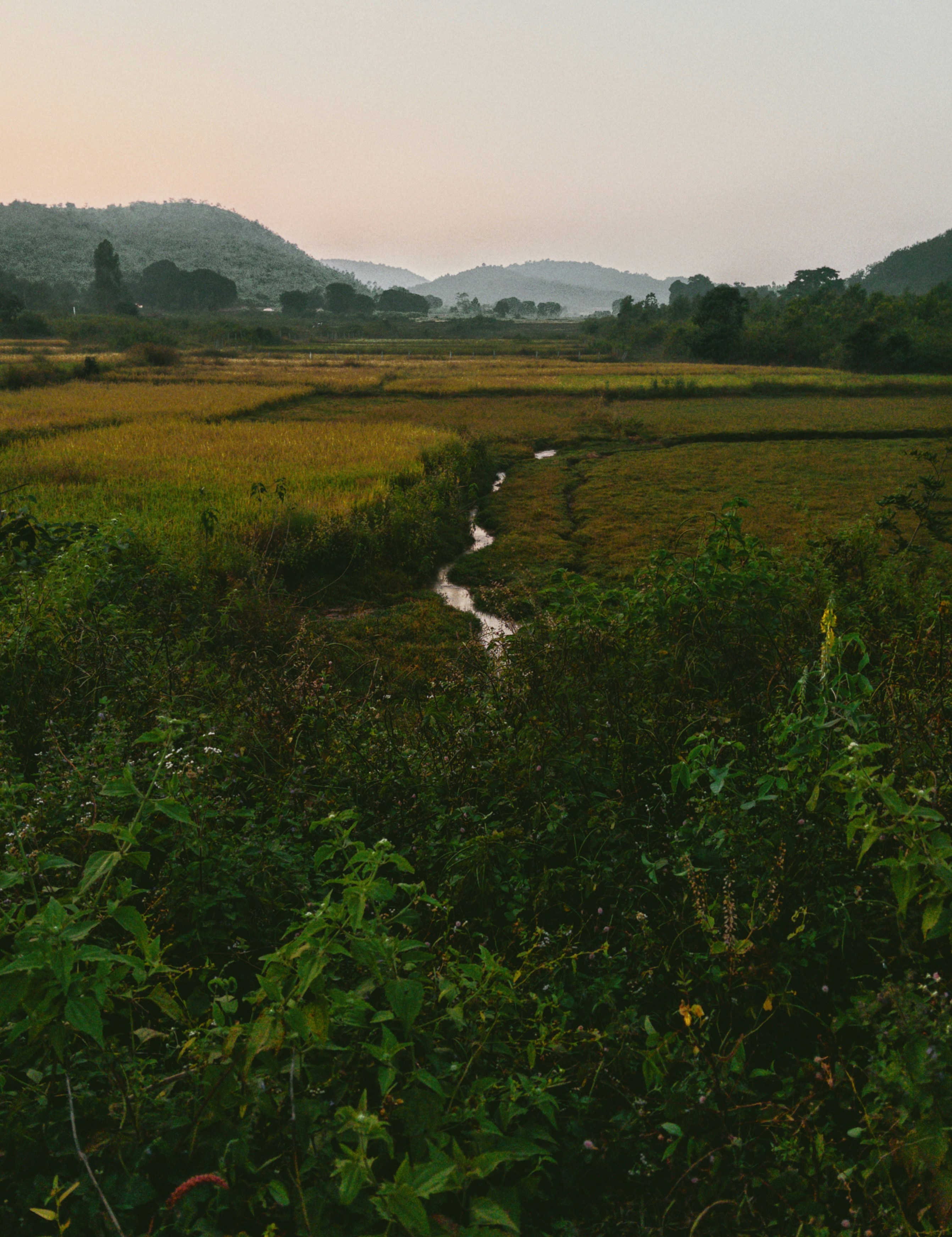 Amber Fields at Dusk: A Meandering Stream Through Quiet Farmlands