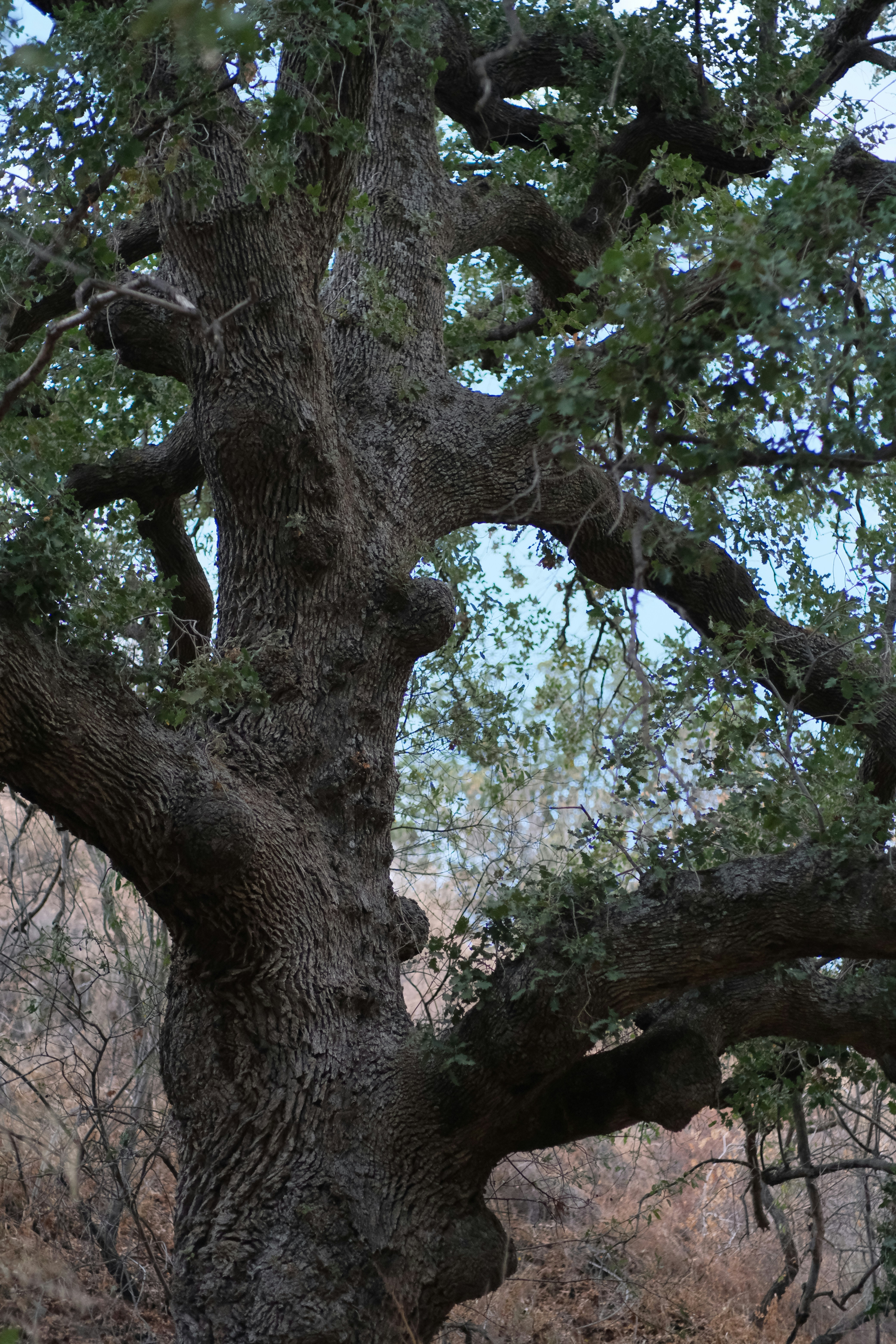 A large, old oak tree with sprawling branches. photo – Free Forest ...