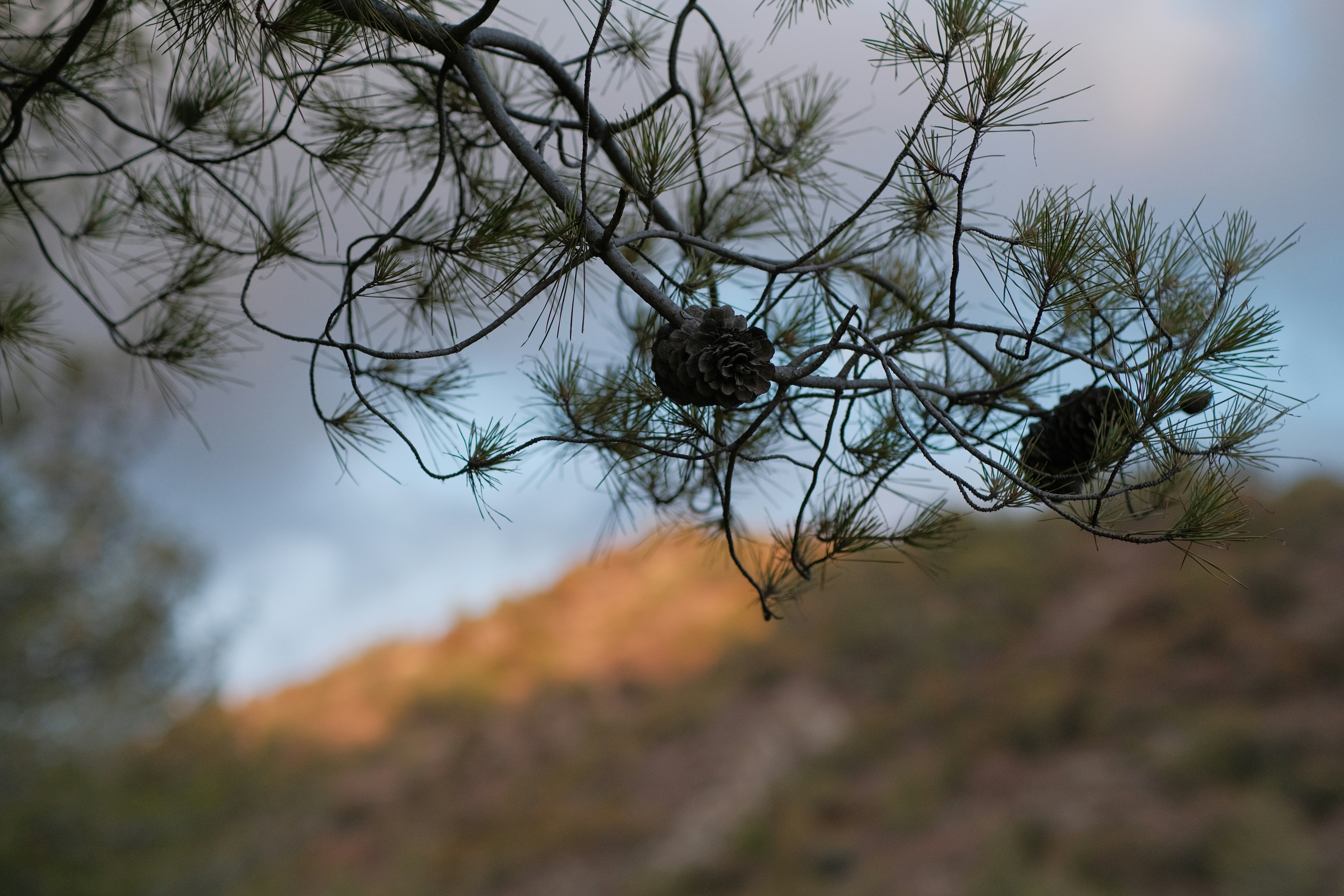 Hanging Pines: Cones Dangle Over a Sunlit Ridge at Dusk