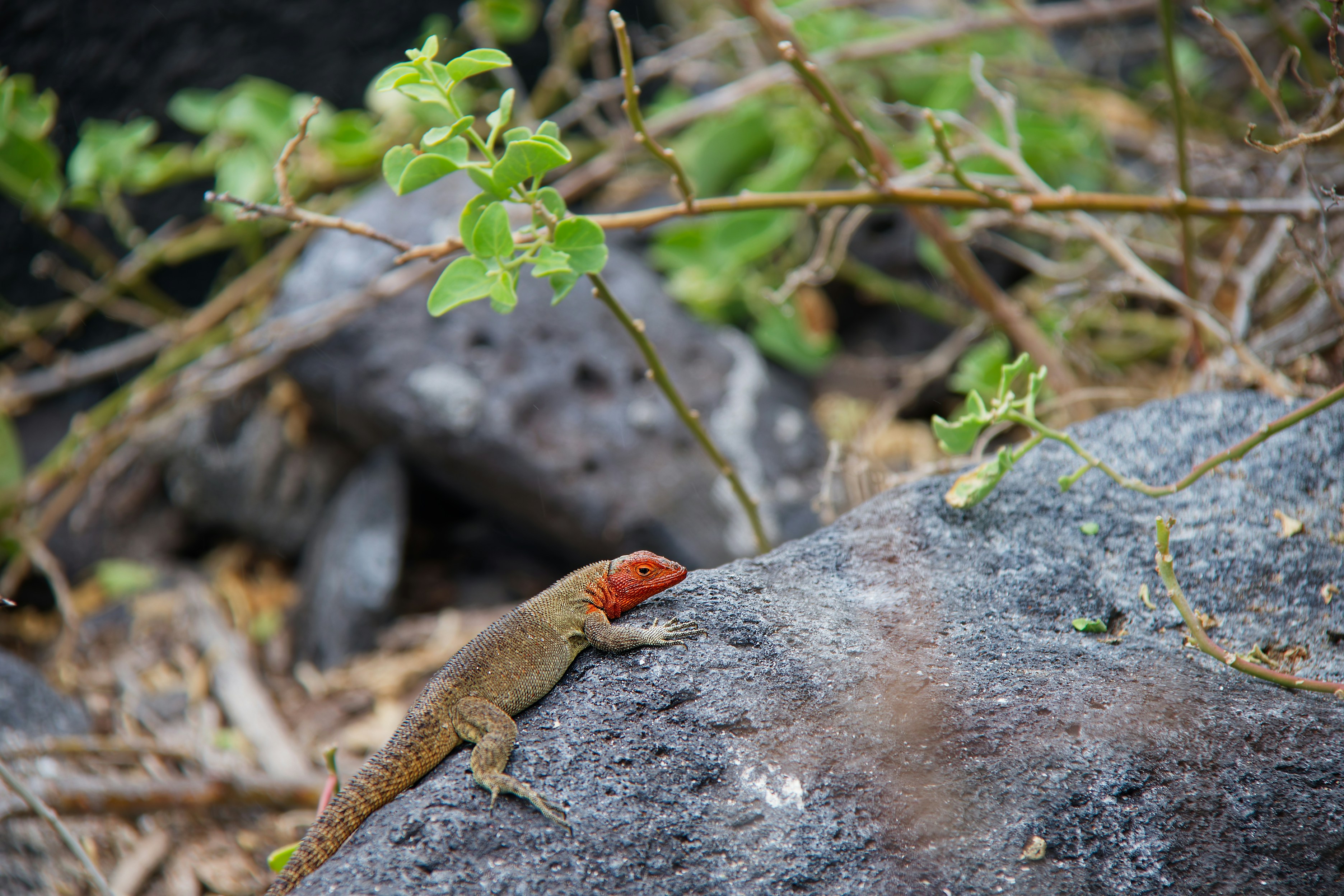 Crimson Crest on Granite: a Lizard's Quiet Pause