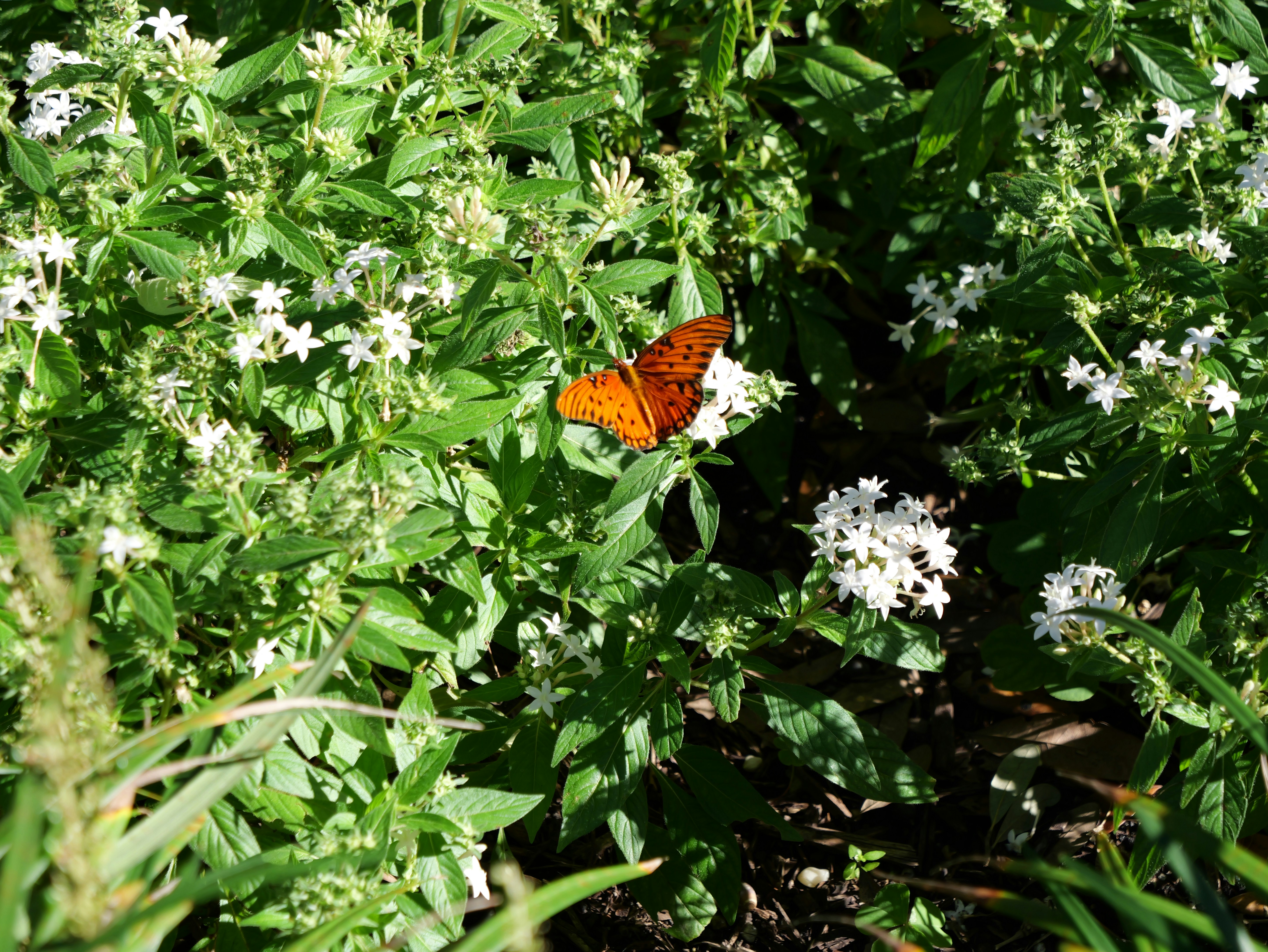 Orange butterfly resting on white blossoms in sunlit garden