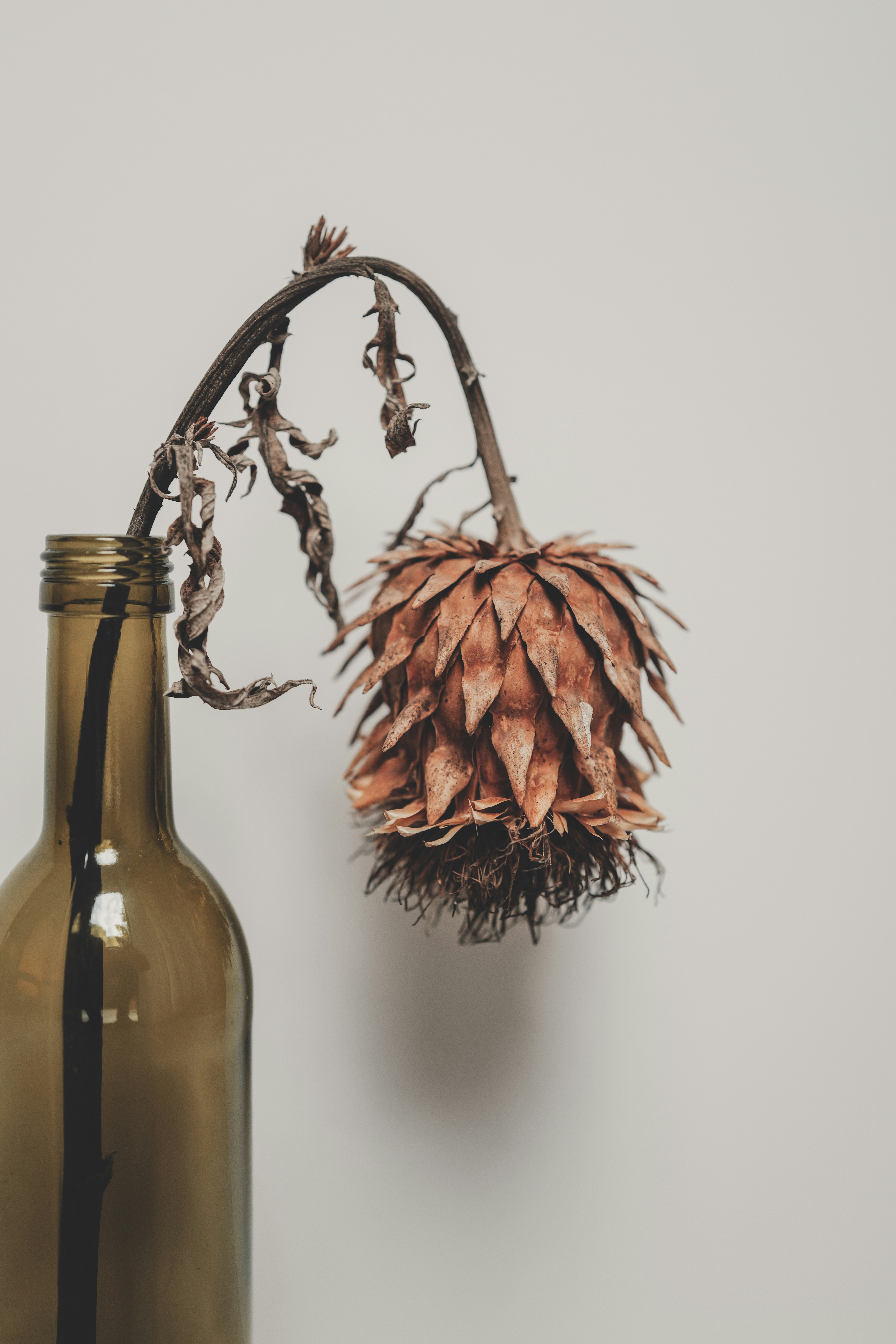 Dried banksia cone in a bottle against a clean wall. The arched stem and layered bracts create a graphic, sculptural silhouette.
