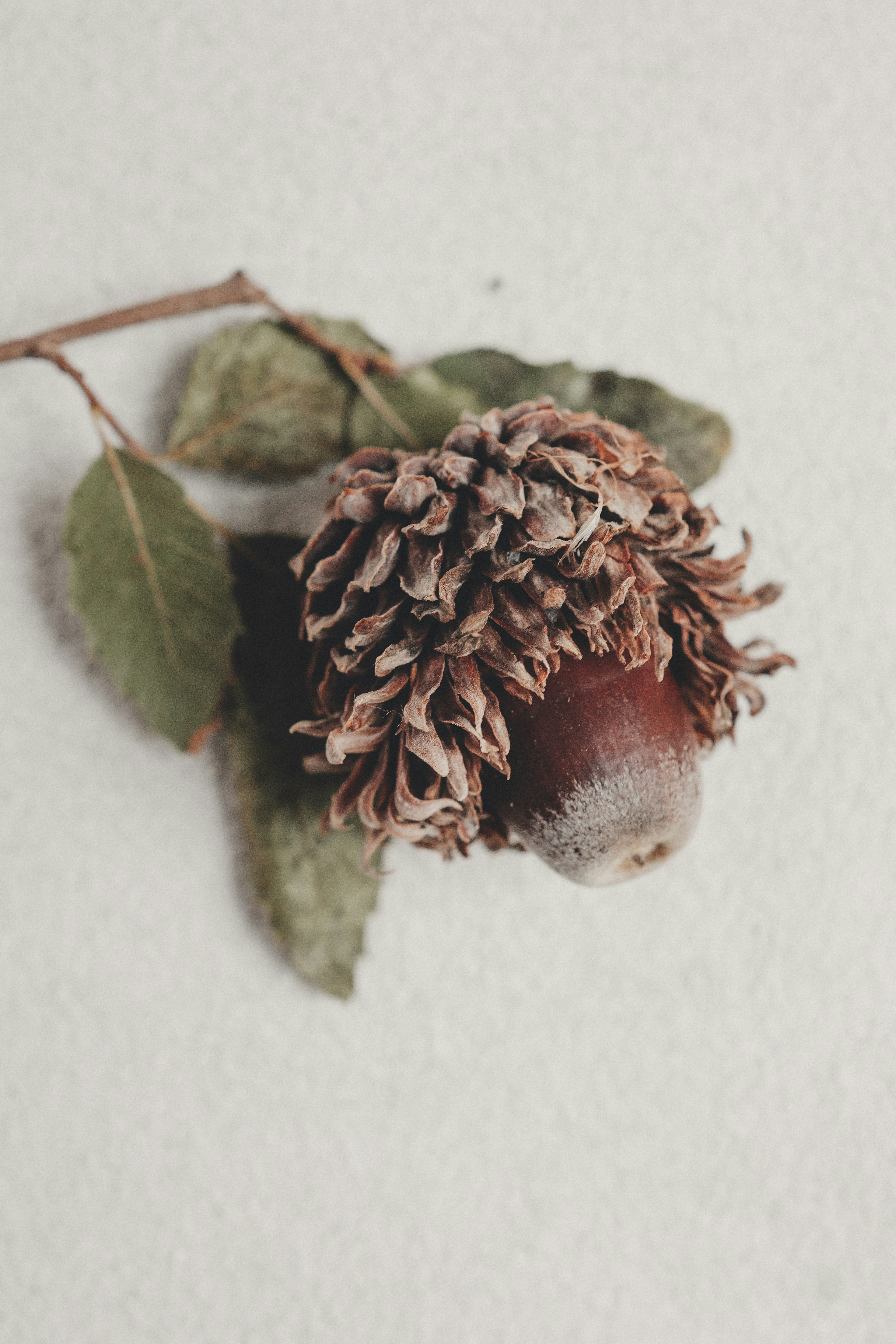 Close view of a valonia oak acorn with its shaggy, fringed cupule. Soft light and a pale backdrop highlight the sculptural texture.