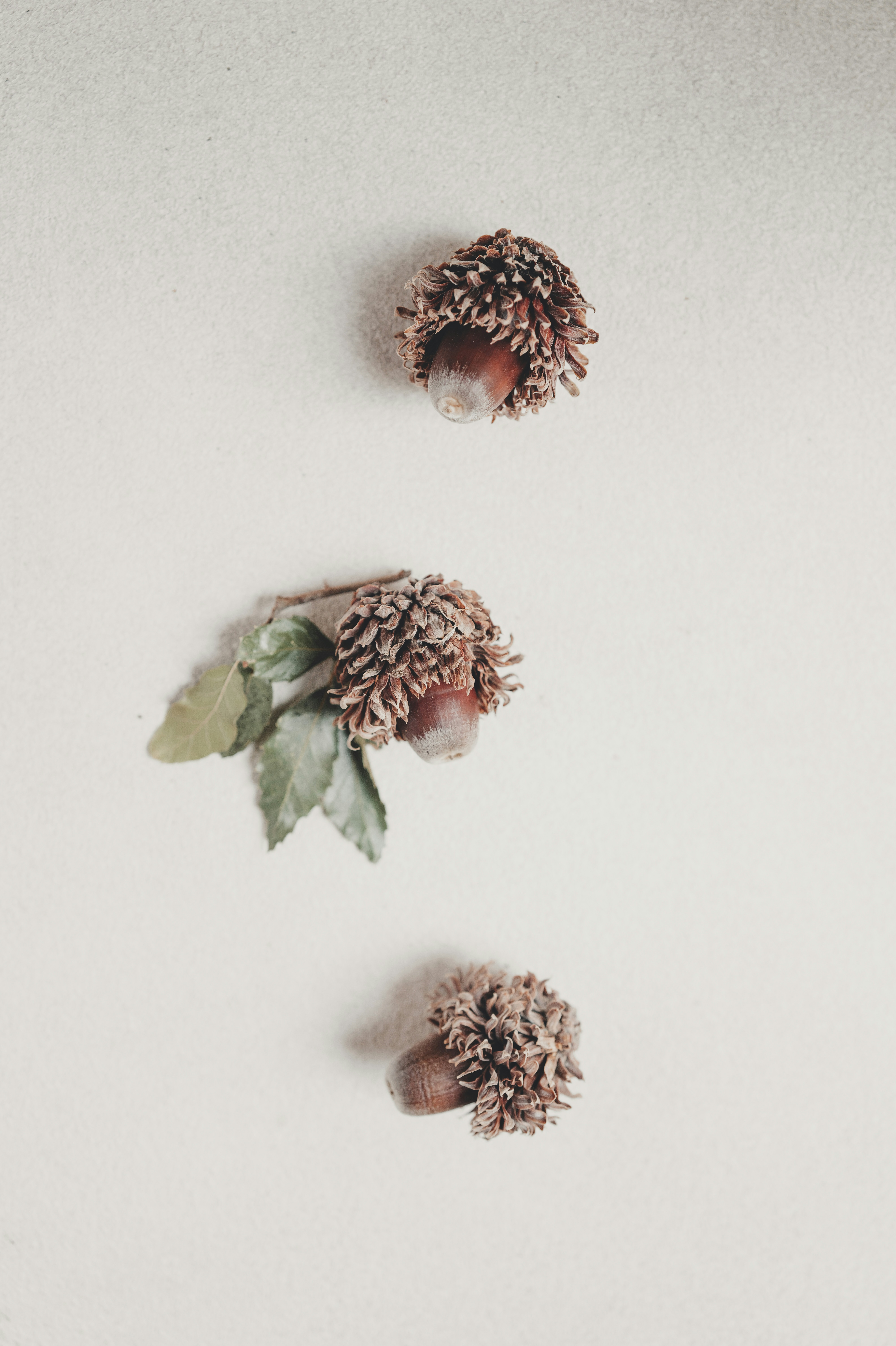 Three valonia oak acorns arranged in a vertical line. Minimal composition focuses on form, caps, and subtle shadows.