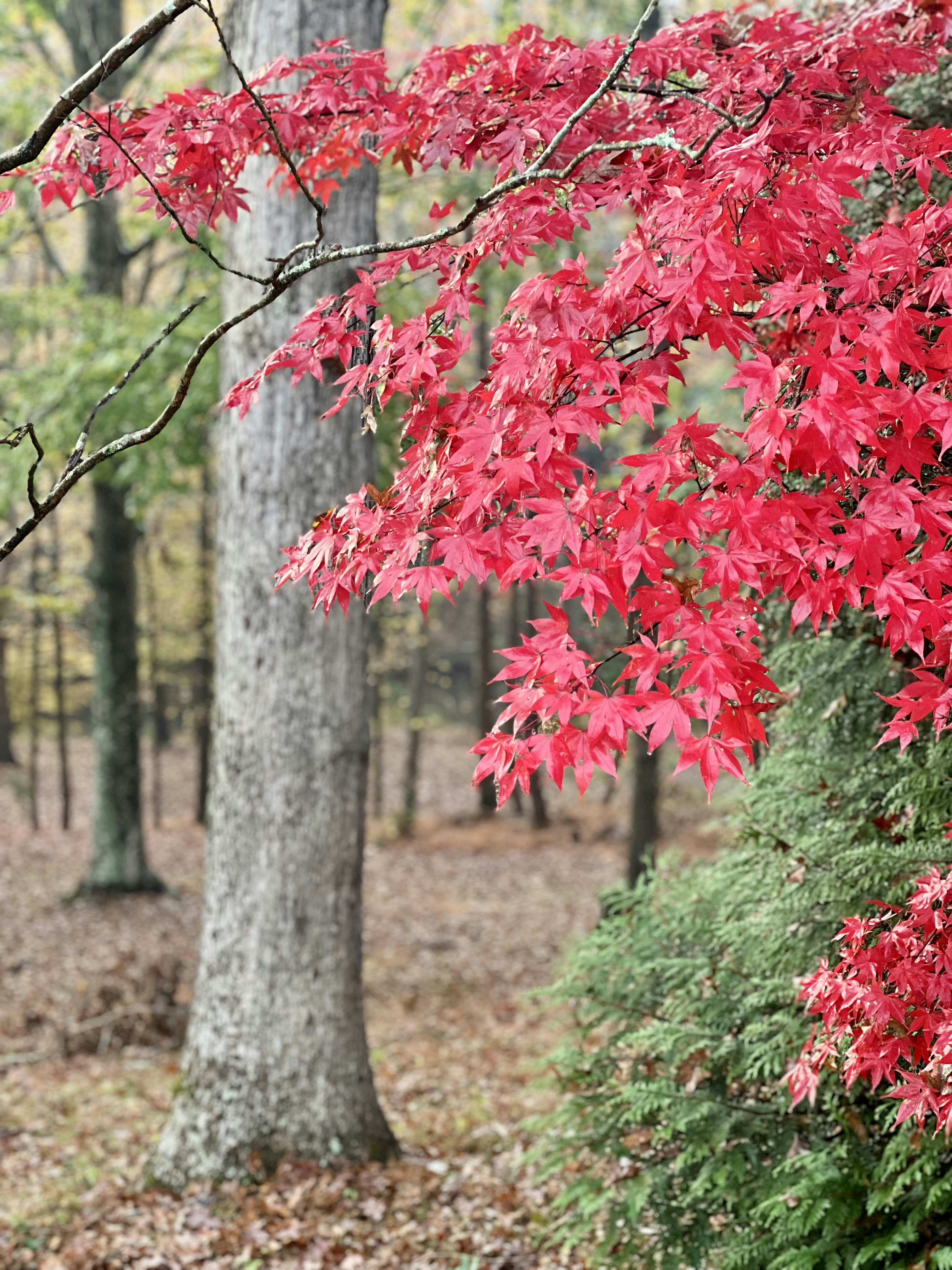 Crimson Maple Fronds Framing a Quiet Autumn Forest
