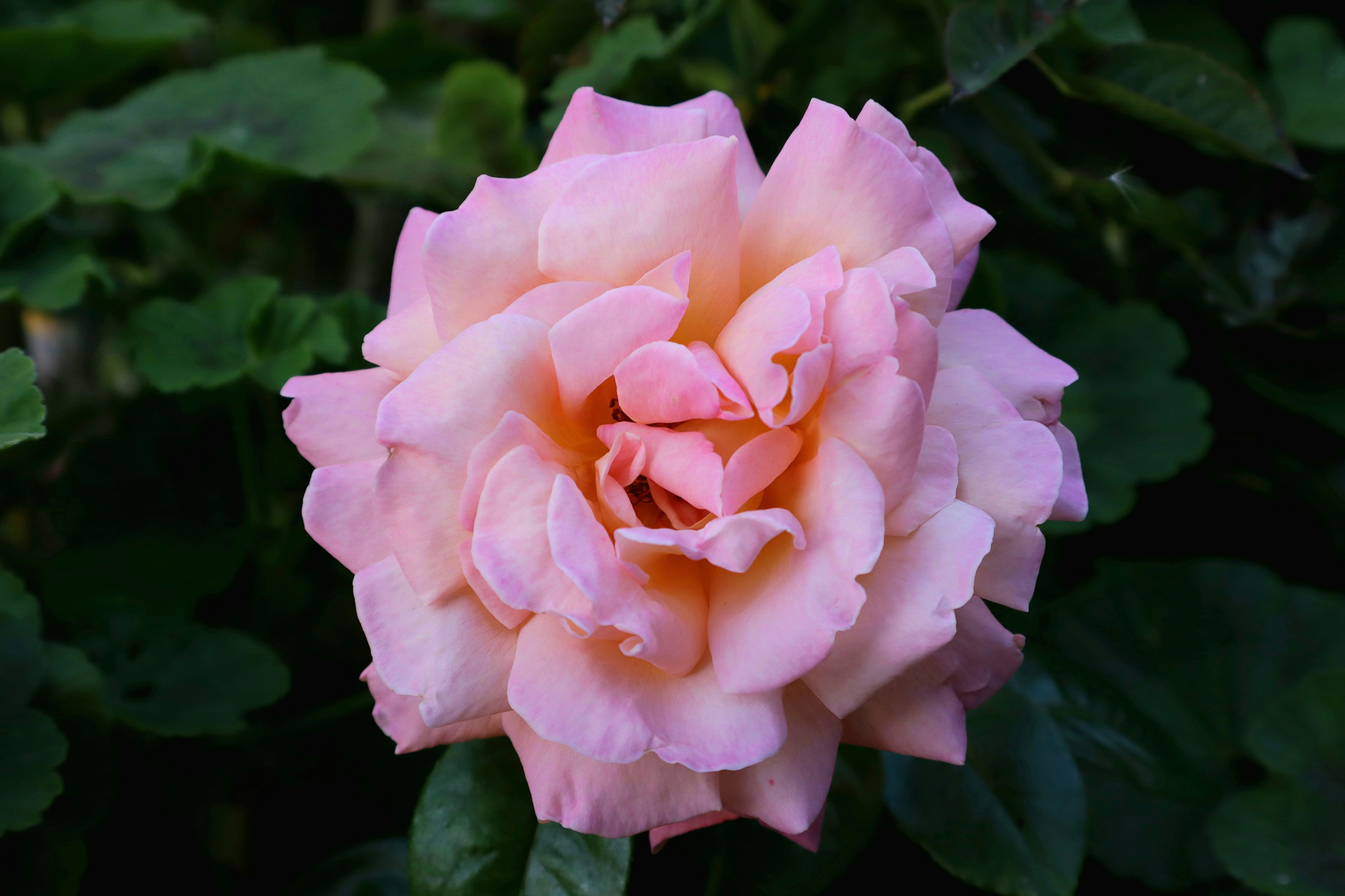 Photo by Chloe with Canon EOS R100