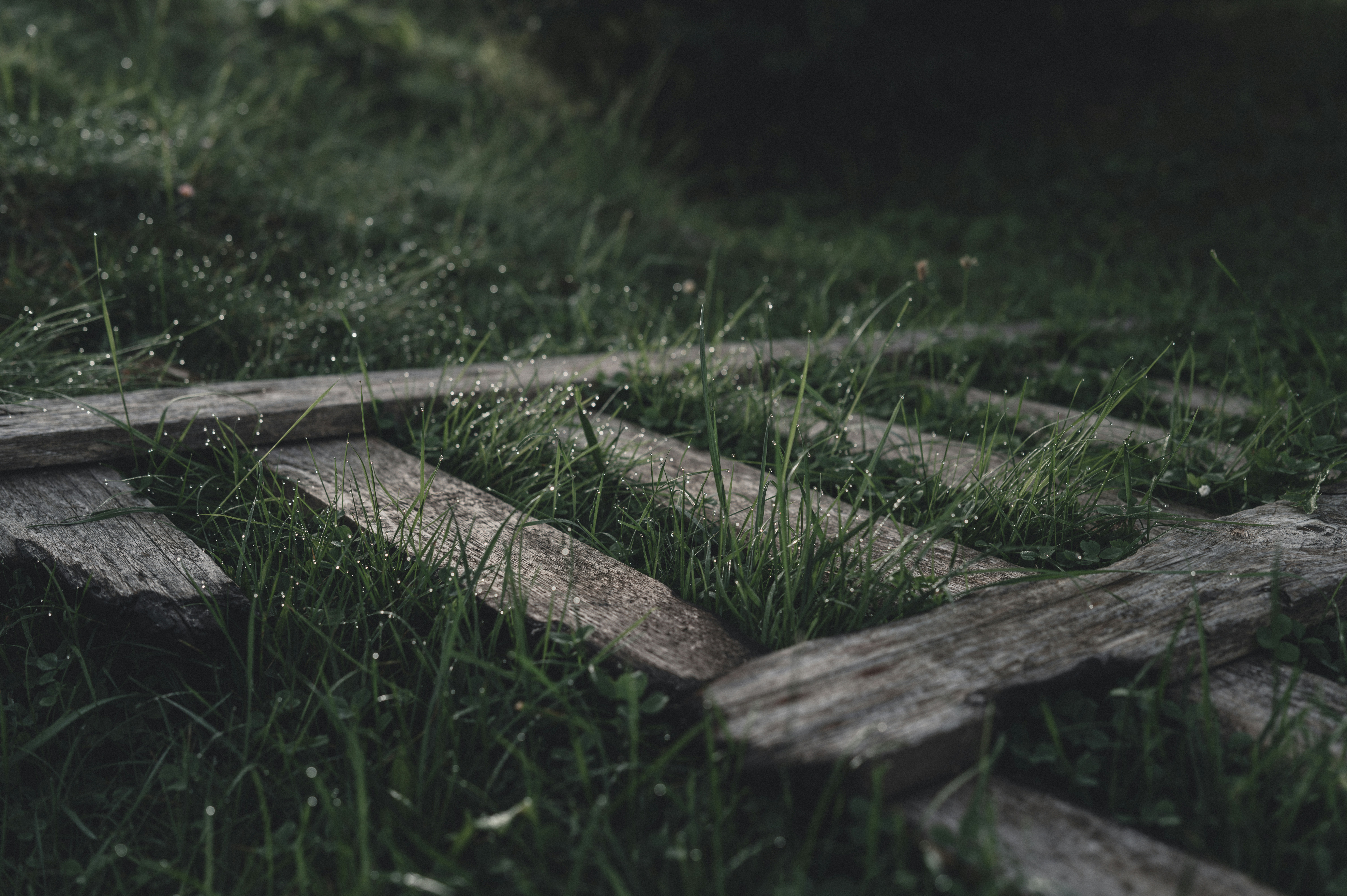 Wet grass threading through an old wooden ladder at ground level. Morning droplets catch the low light; soft, moody green tones.