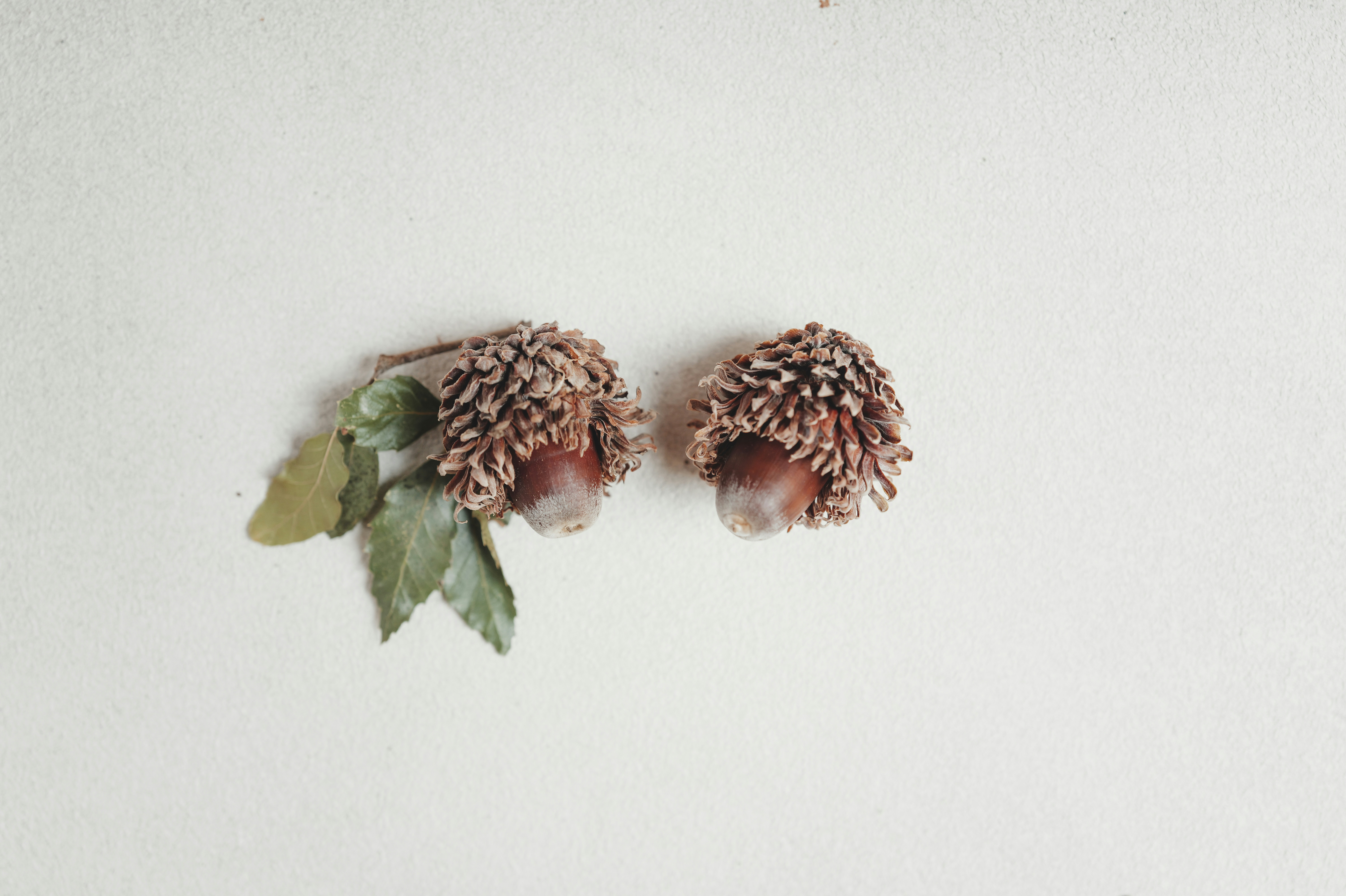 Two Acorns, One Leaf: A Quiet Still-Life on Cream