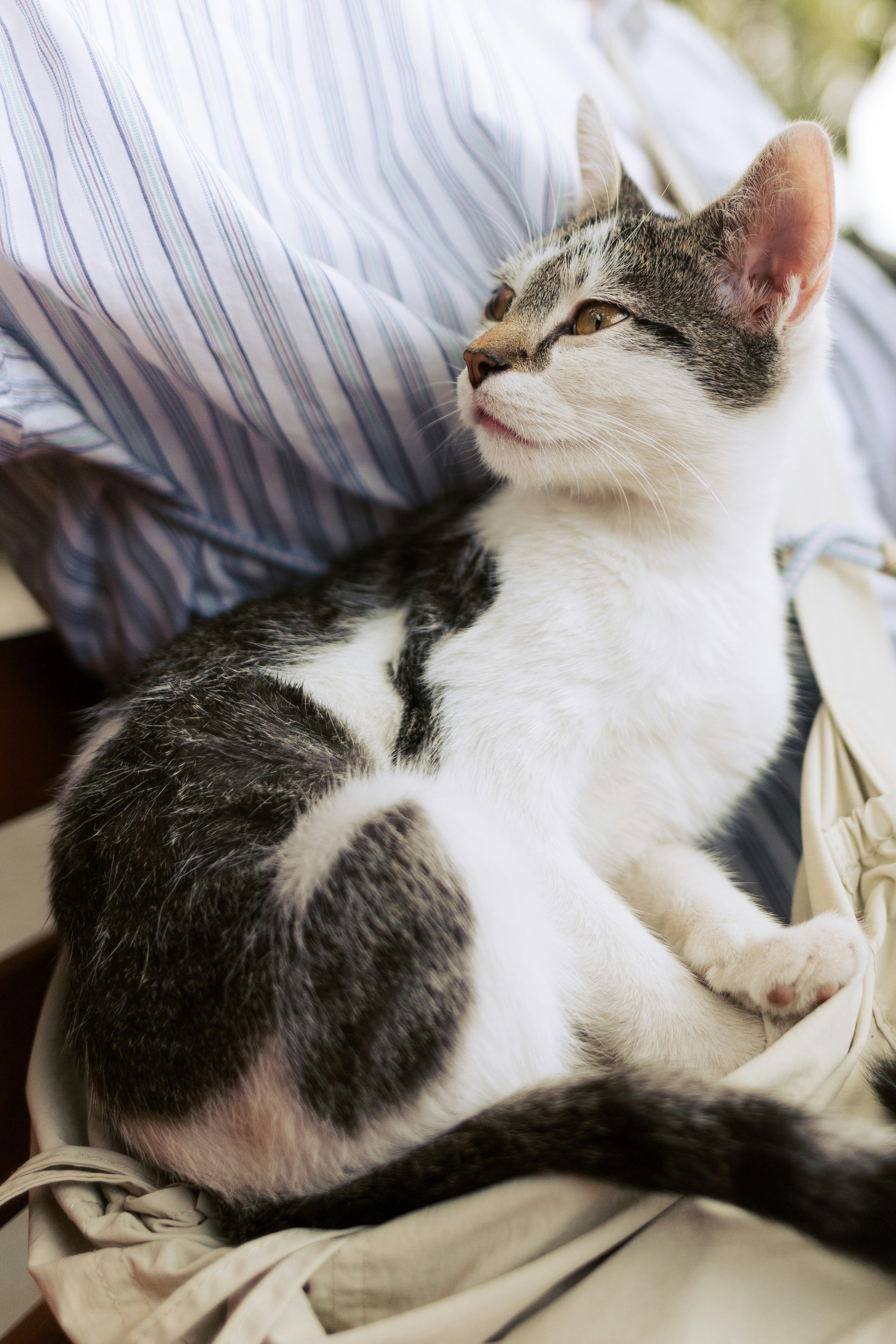 Whiskered Watcher: A Lap-Side Portrait of a Curious Cat