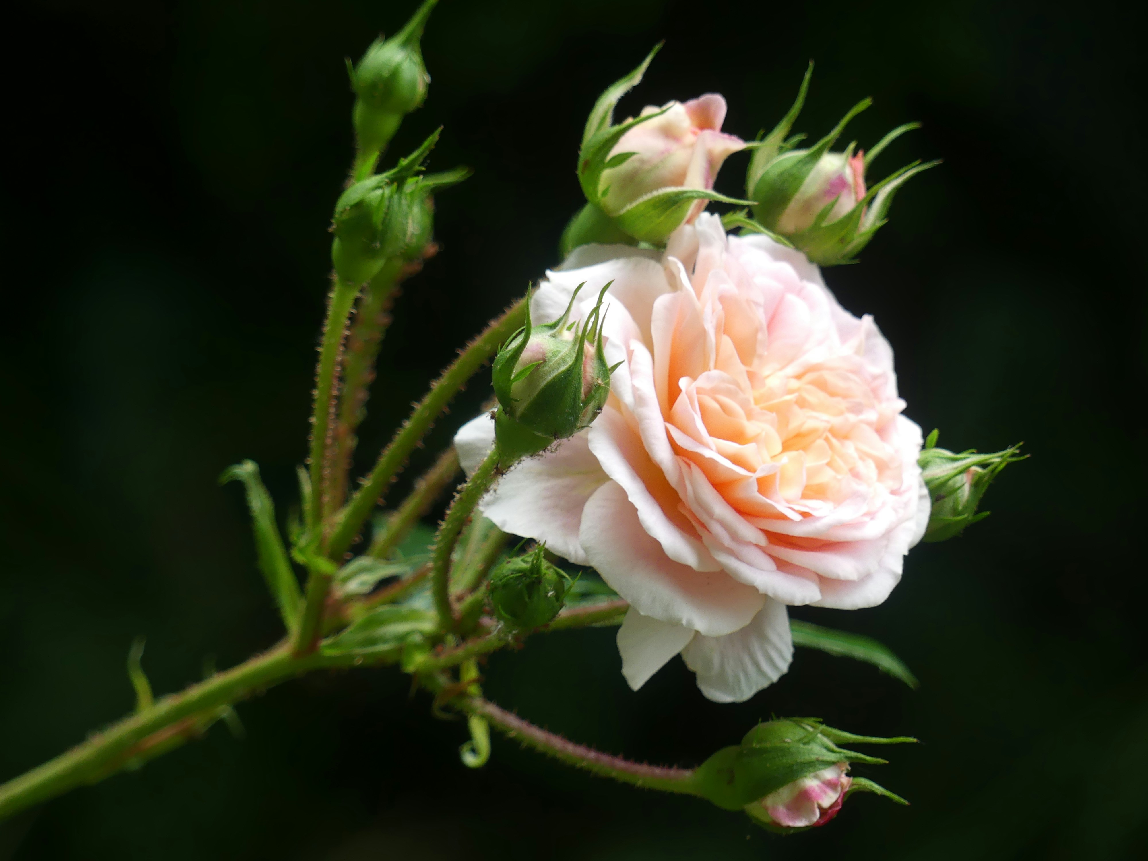 Petaled Quietude: A Pale Pink Rose Opening Amid Green Buds