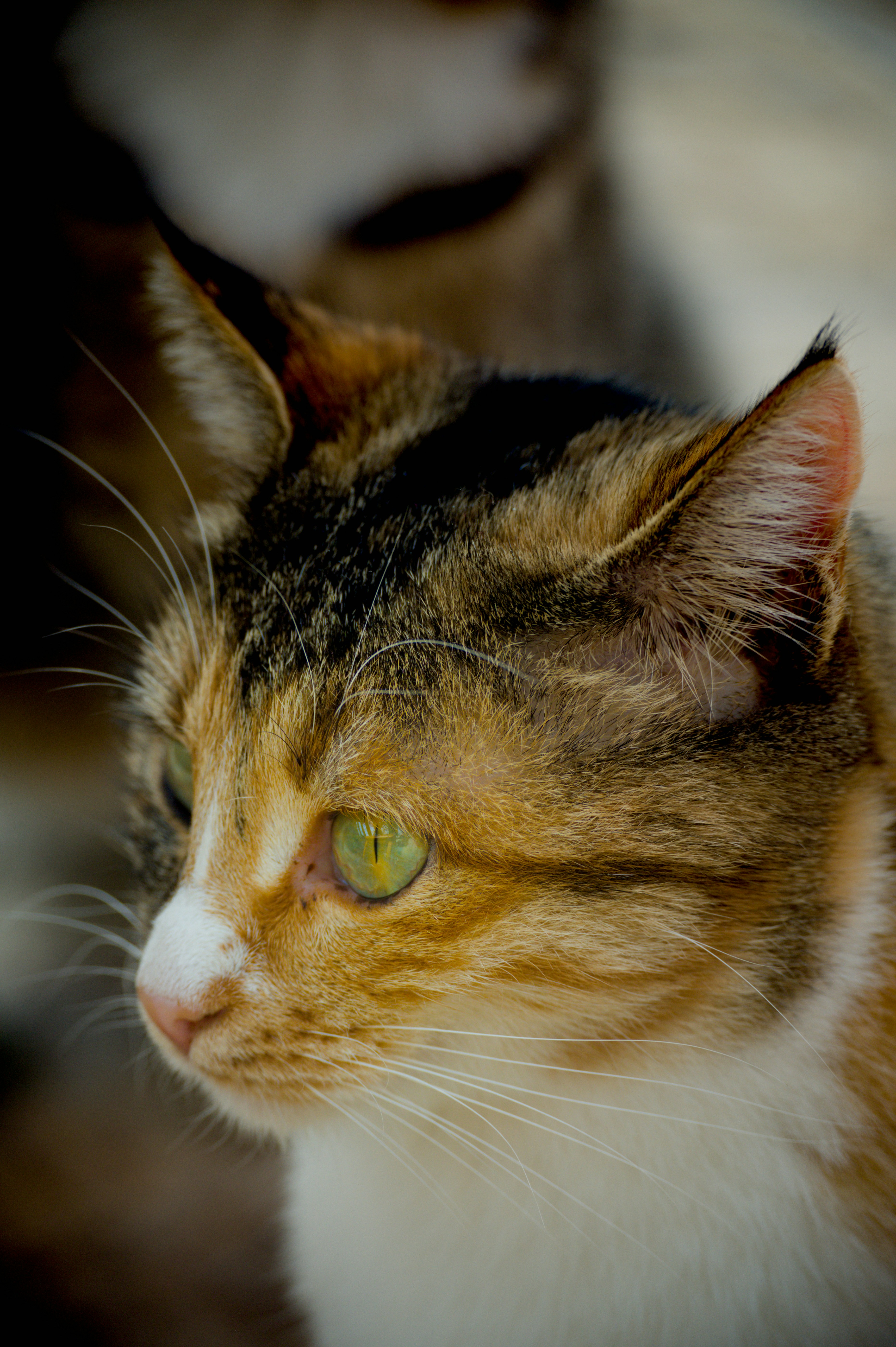 Photo by Amin Zabardast with Nikon Z30