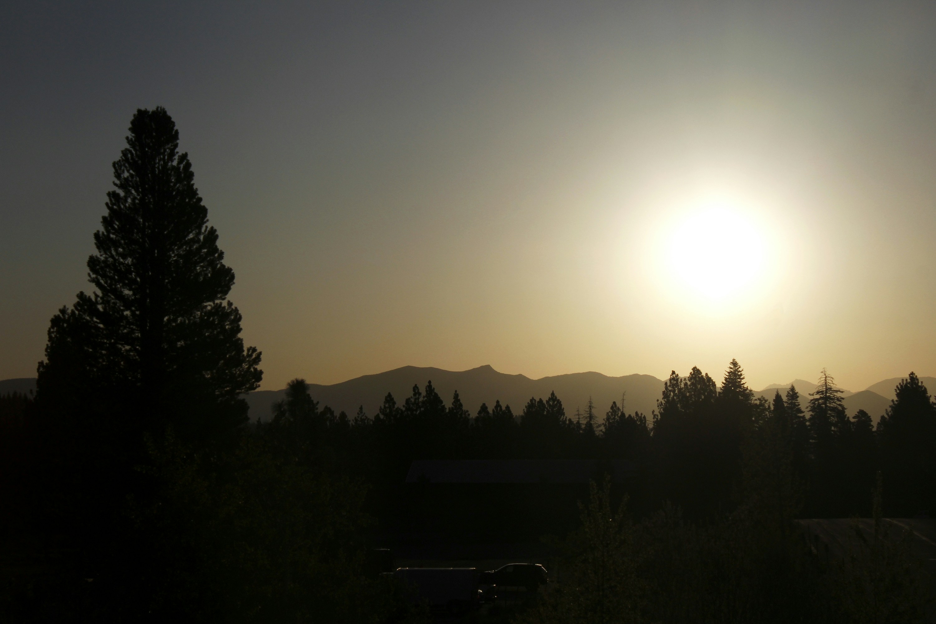 Dusk Ridge: Silhouetted Pines Beneath a Gentle Sun