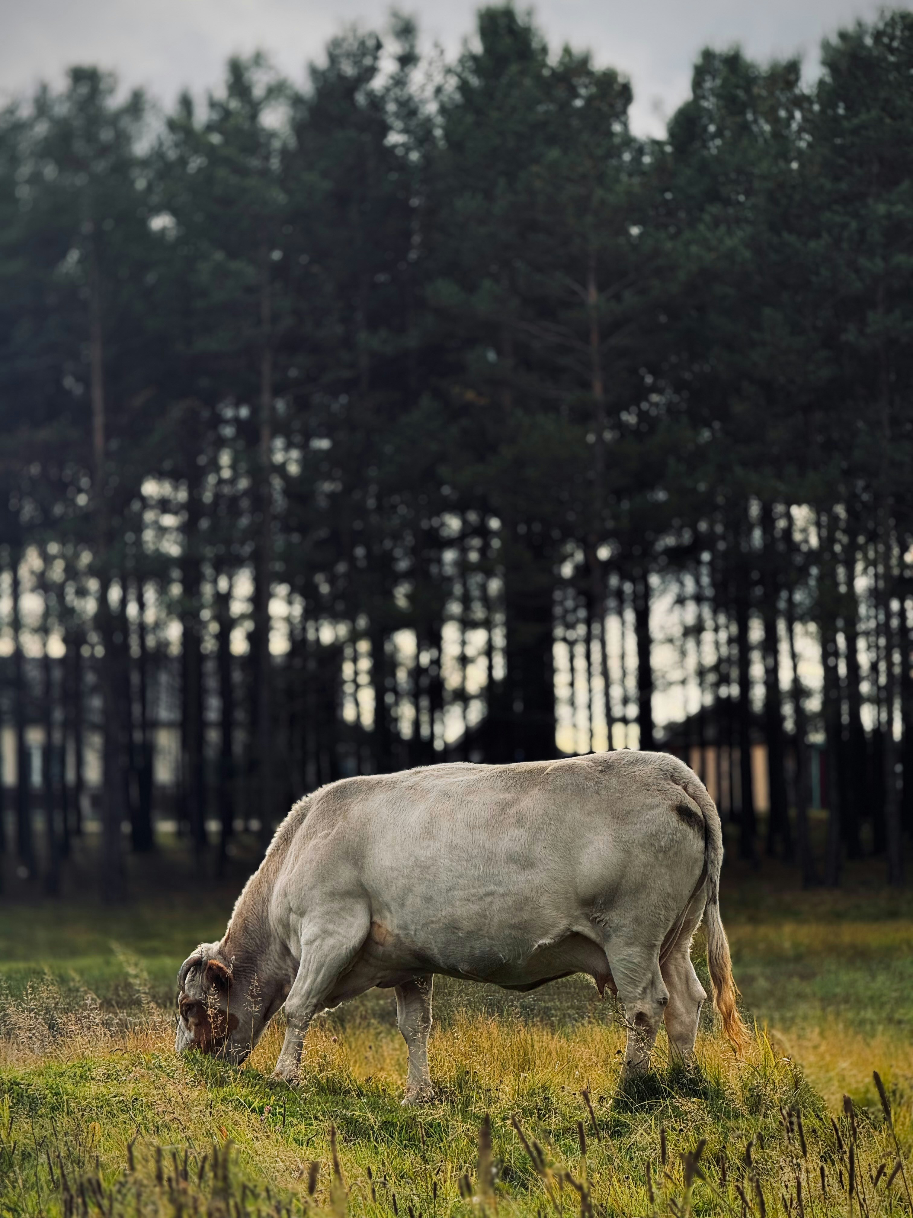 Grazing in the Pines: A Lone Cow at Dusk